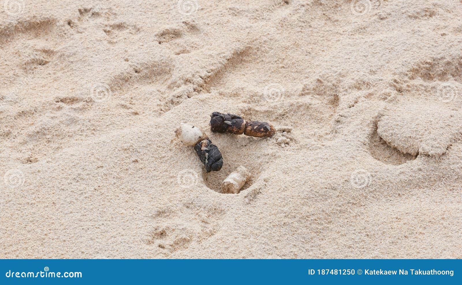 Dog poo stock photo. Image of dirty, fecal, animal, dropping - 187481250