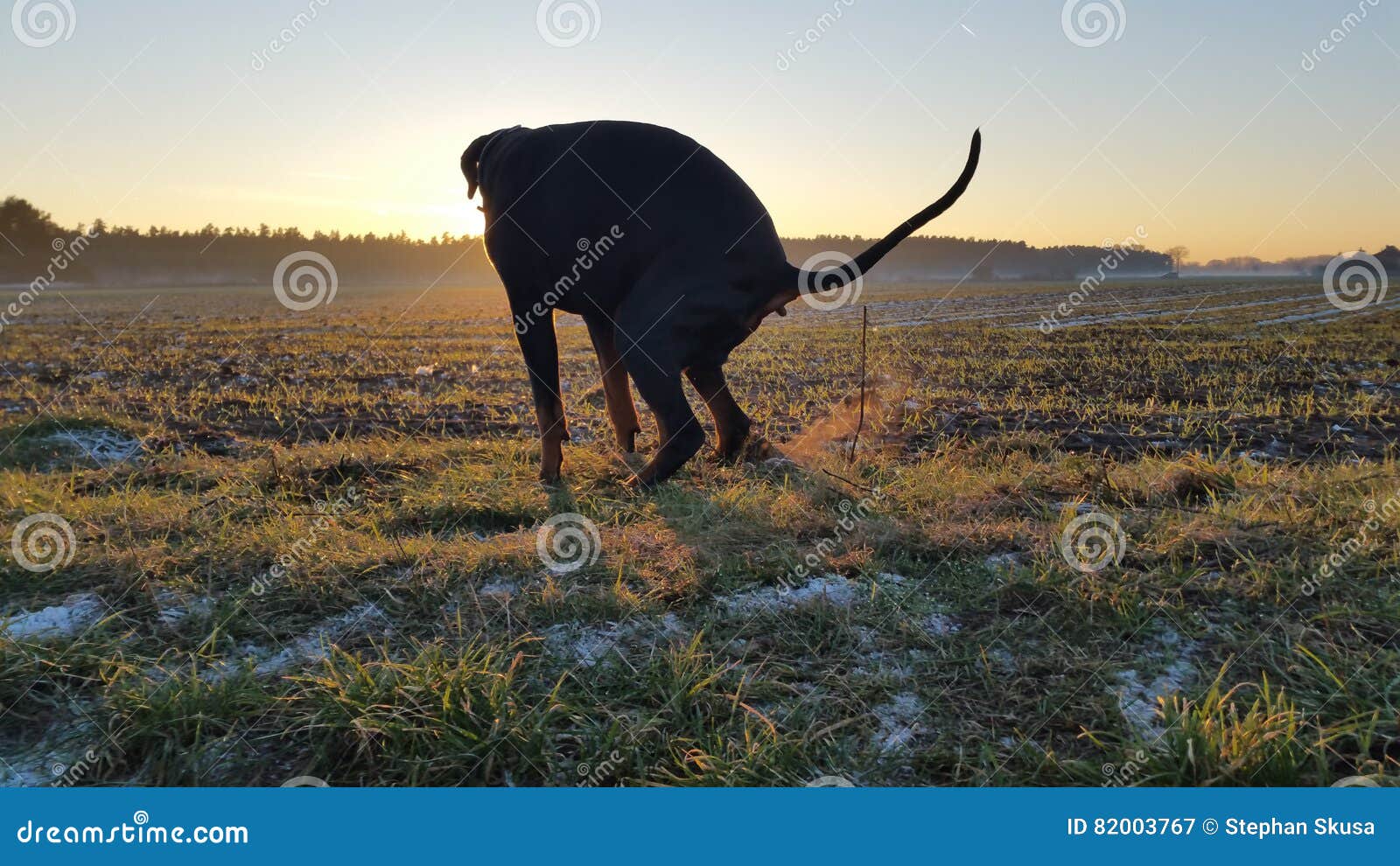 Dog poo stock image. Image of shit, sunset, dobermann - 82003767