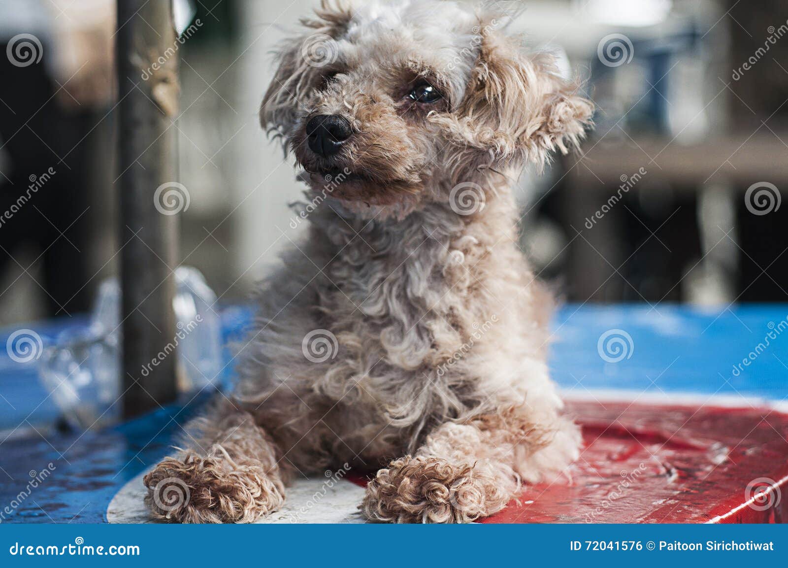 Dog Poodle stock photo. Image of cute, brown, background - 72041576