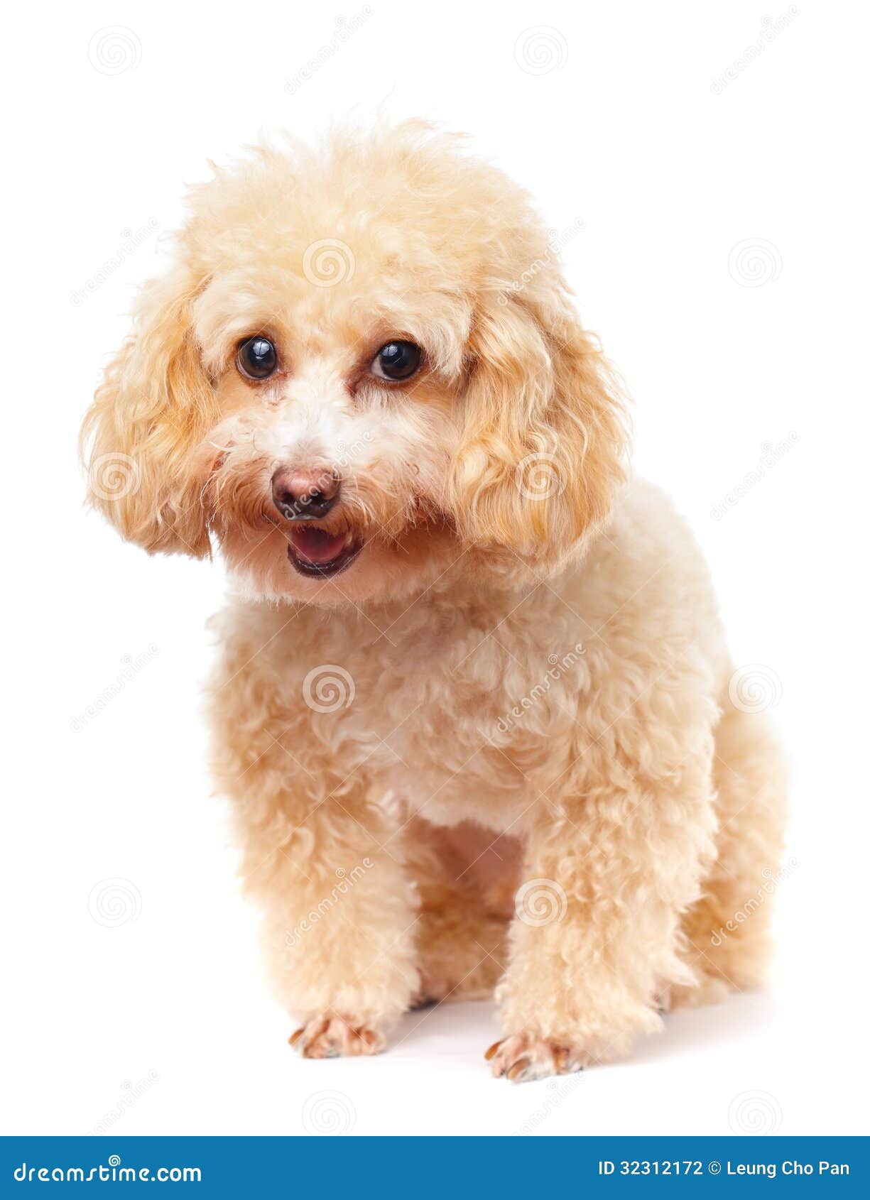 Dog poodle smile stock photo. Image of line, cute, small - 32312172