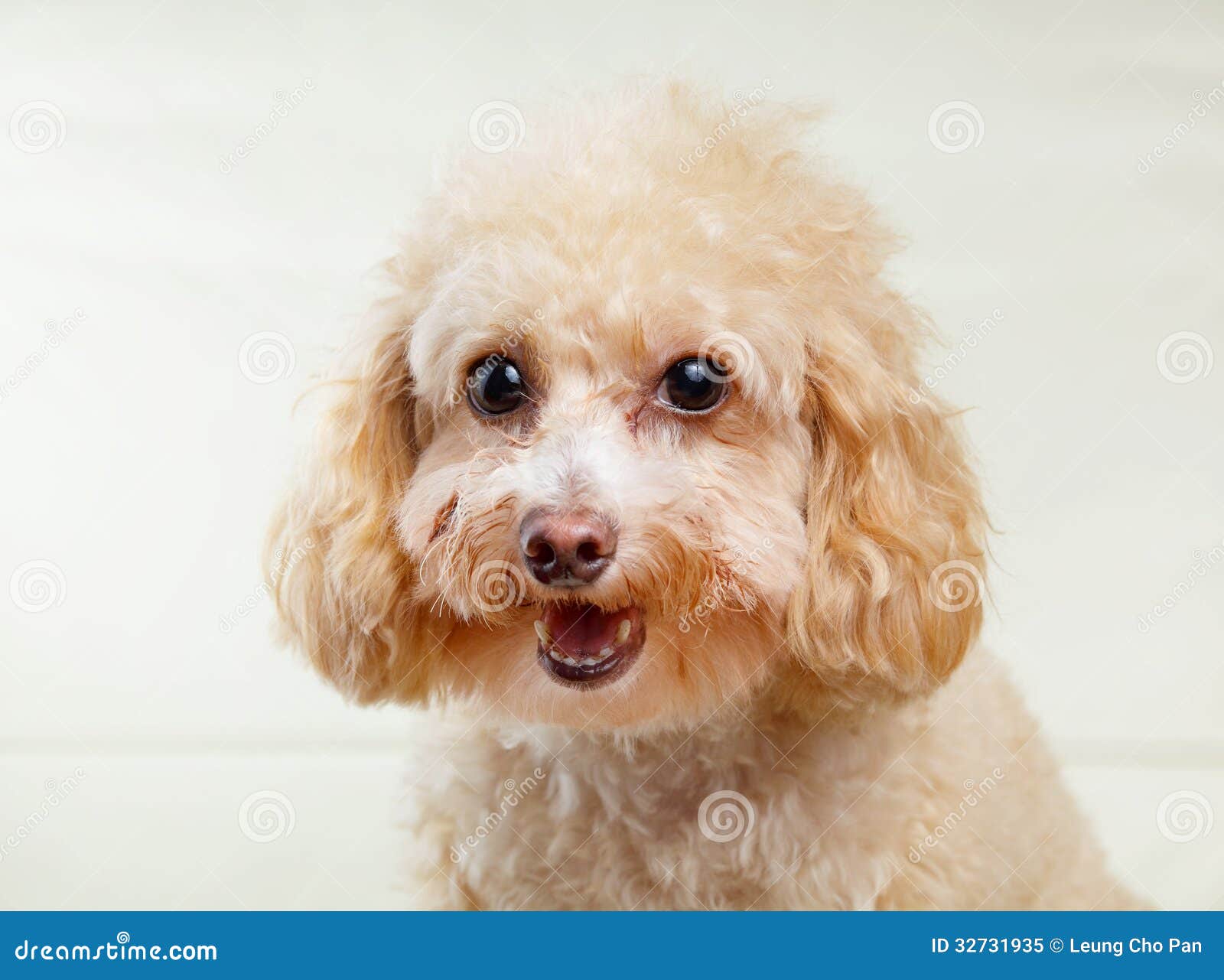 Dog poodle smile stock image. Image of positive, gold - 32731935