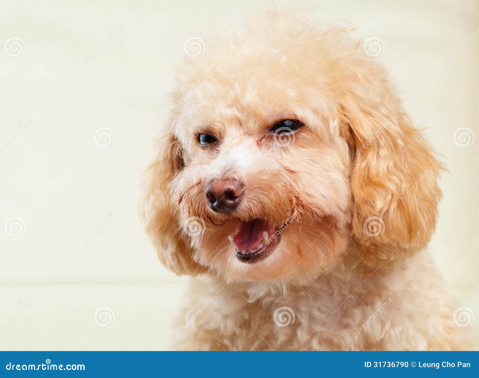 Dog poodle smile stock photo. Image of gold, isolated - 31736790