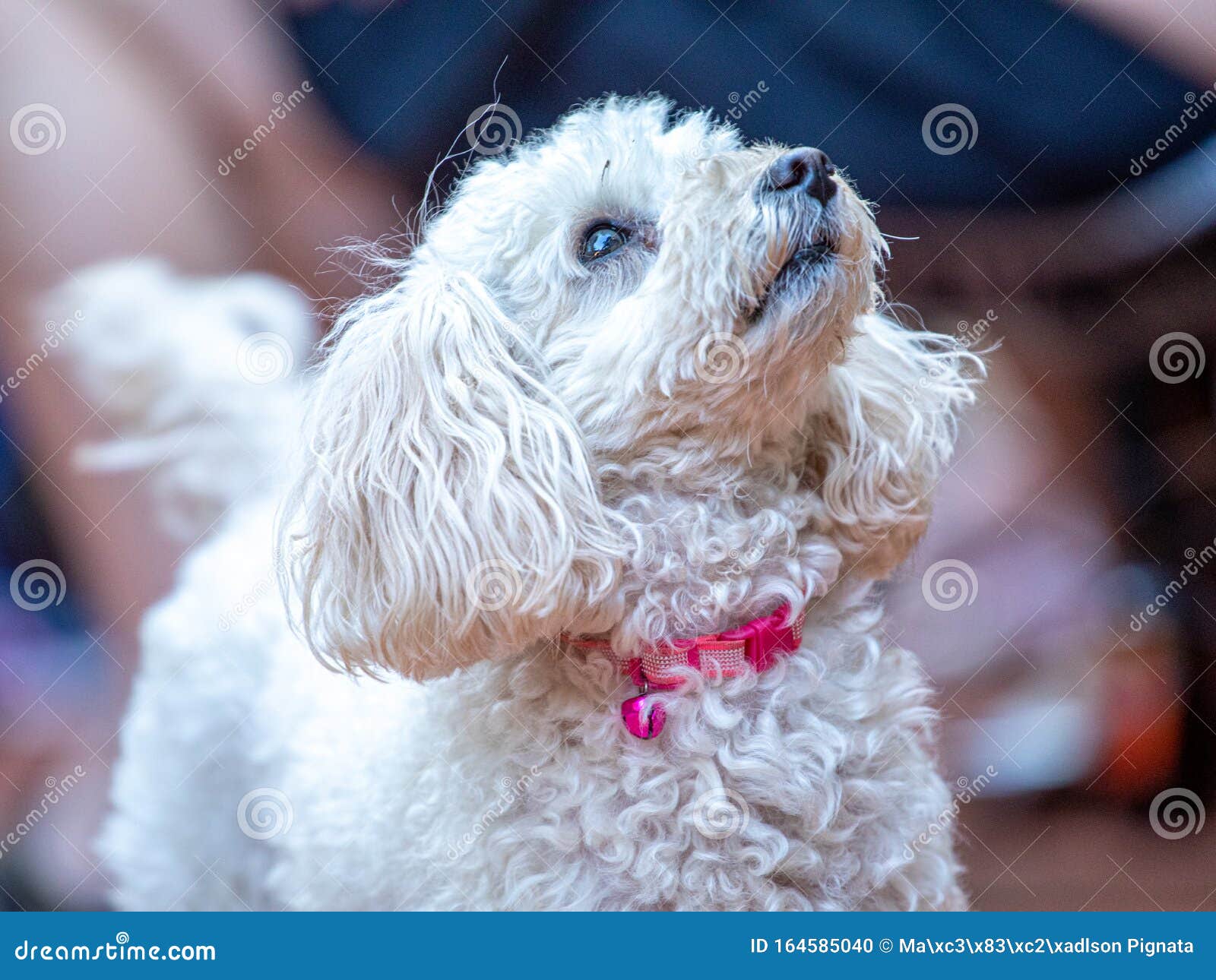 Dog Poodle White Style Front Face Stock Photo - Image of beautiful ...