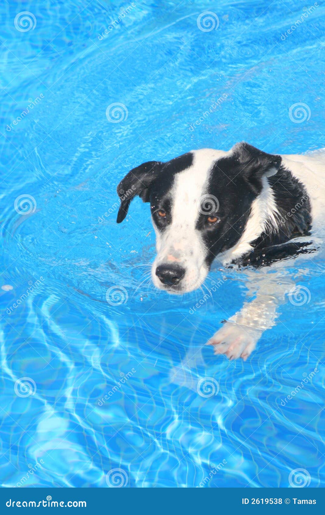 Dog in Pool stock photo. Image of furry, pool, fetch, fetching - 2619538