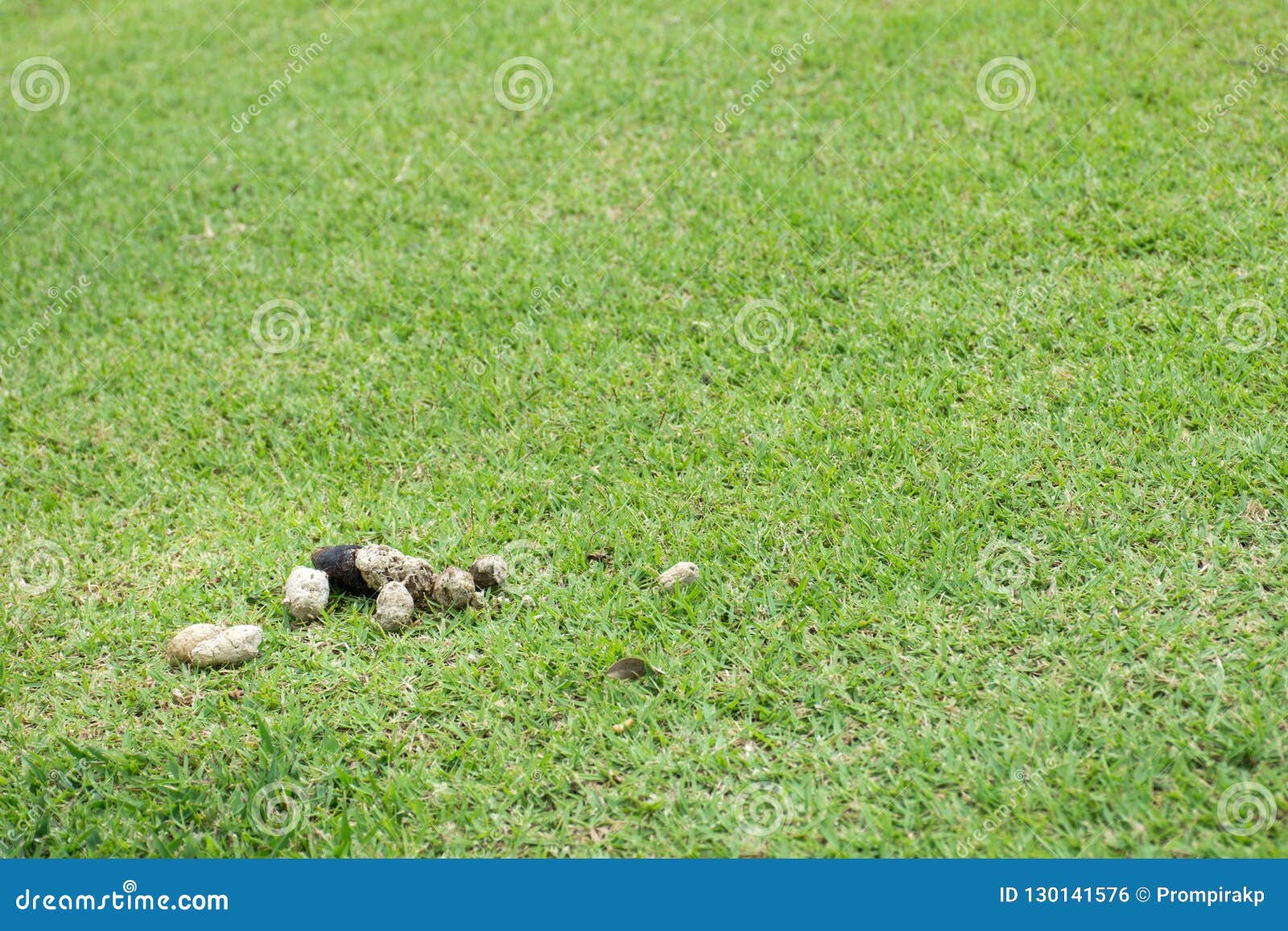 Dog Poop Dry on Grass Field Stock Photo - Image of odor, natural: 130141576