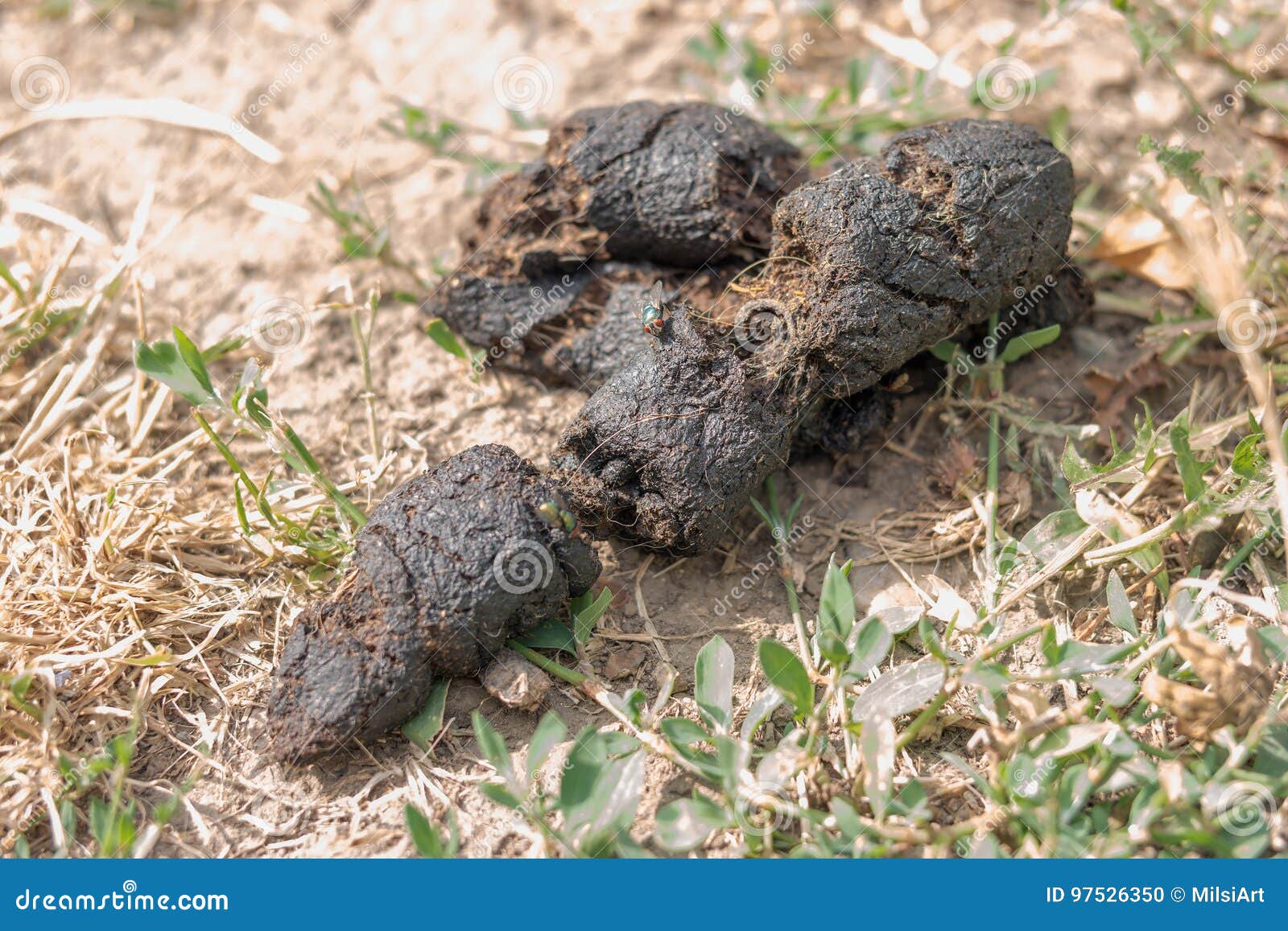 Dog Poop stock photo. Image of dump, insects, leaf, nature - 97526350