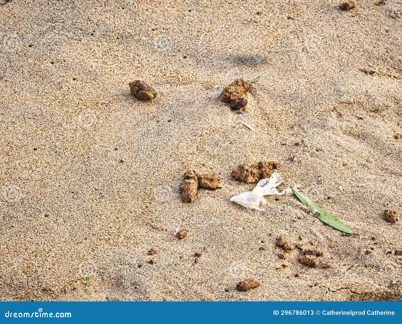 Dog poop on the sand beach stock image. Image of dirty - 296786013