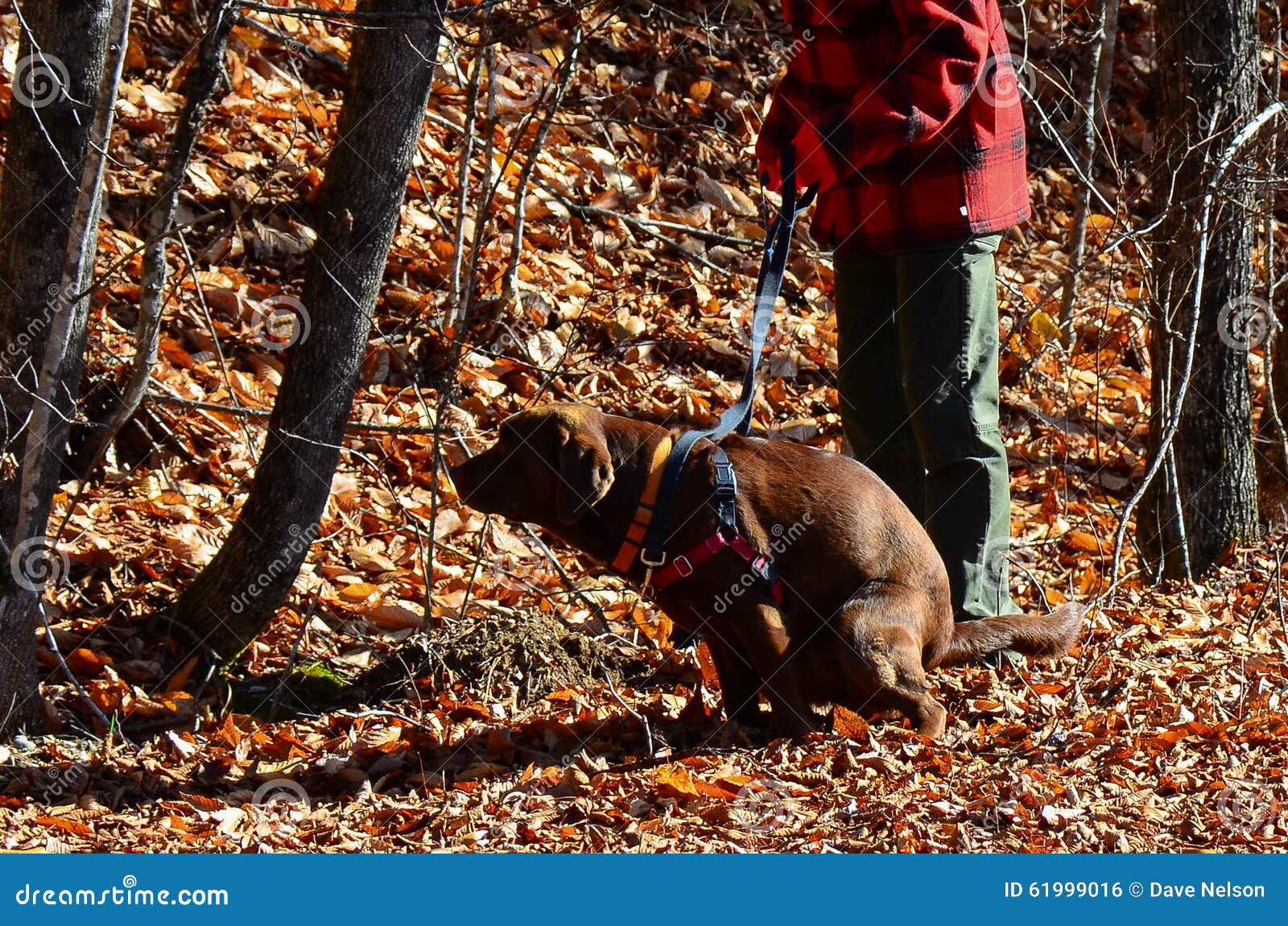 Dog Pooping Stock Photography | CartoonDealer.com #61999016