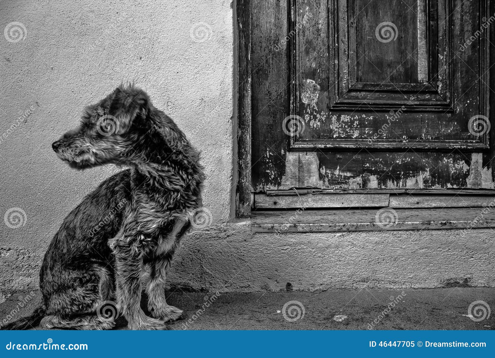Dog stock image. Image of front, simple, poor, black - 46447705