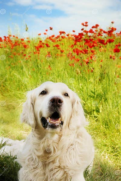Dog with poppies stock photo. Image of poppies, pedigree - 7990134