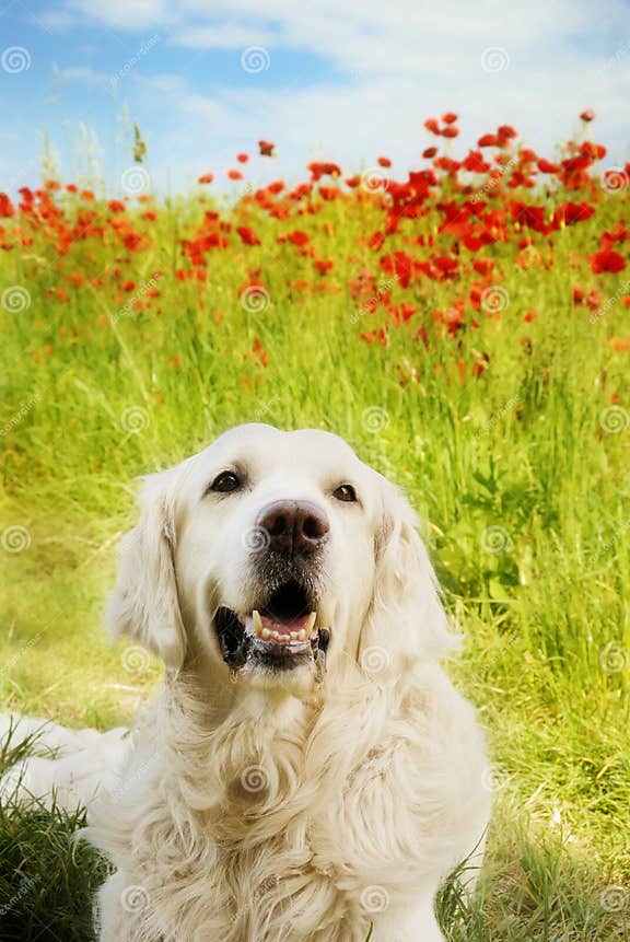 Dog with poppies stock photo. Image of poppies, pedigree - 7990134
