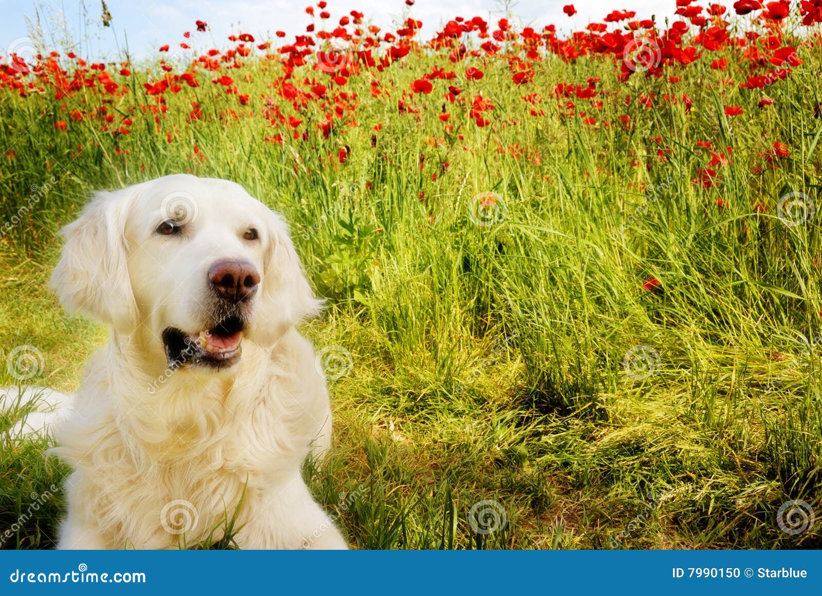 Dog with poppies stock photo. Image of white, golden, outdoor - 7990150
