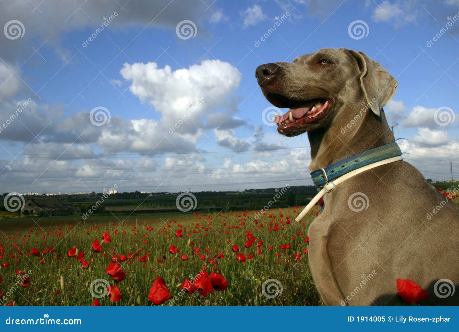 Dog in poppy field stock image. Image of time, poppy, animals - 1914005