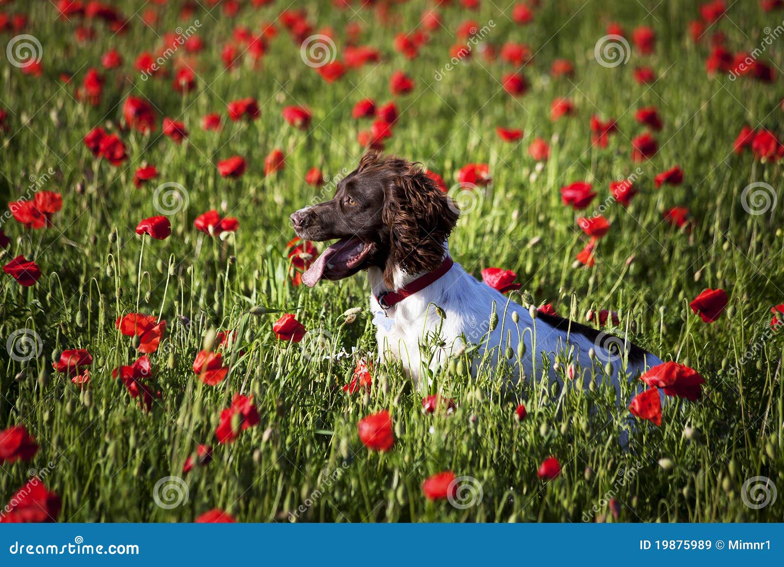 Dog and poppy field stock image. Image of floral, blossom - 19875989