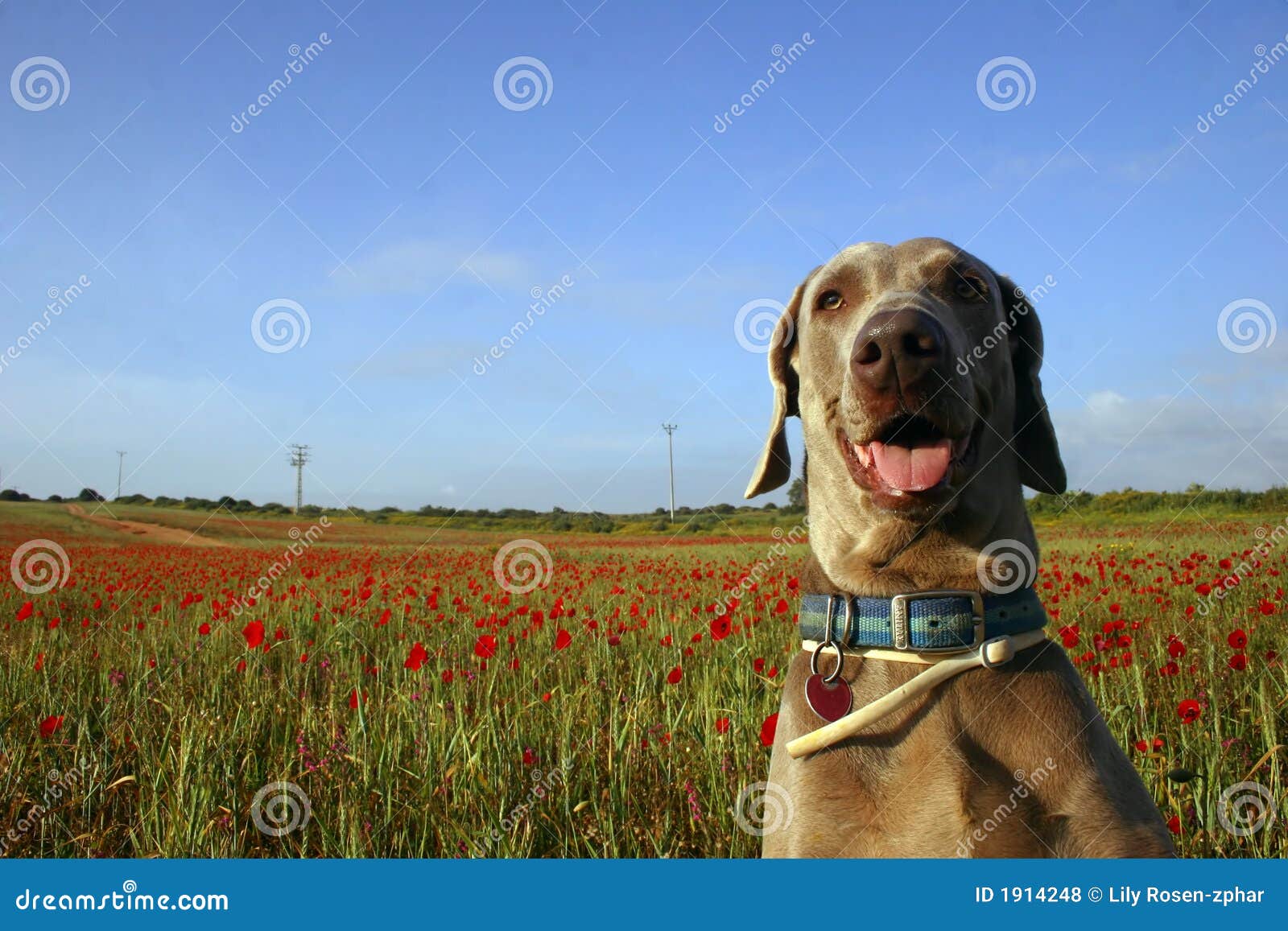 Dog in poppy field 3 stock photo. Image of prospect, smile - 1914248