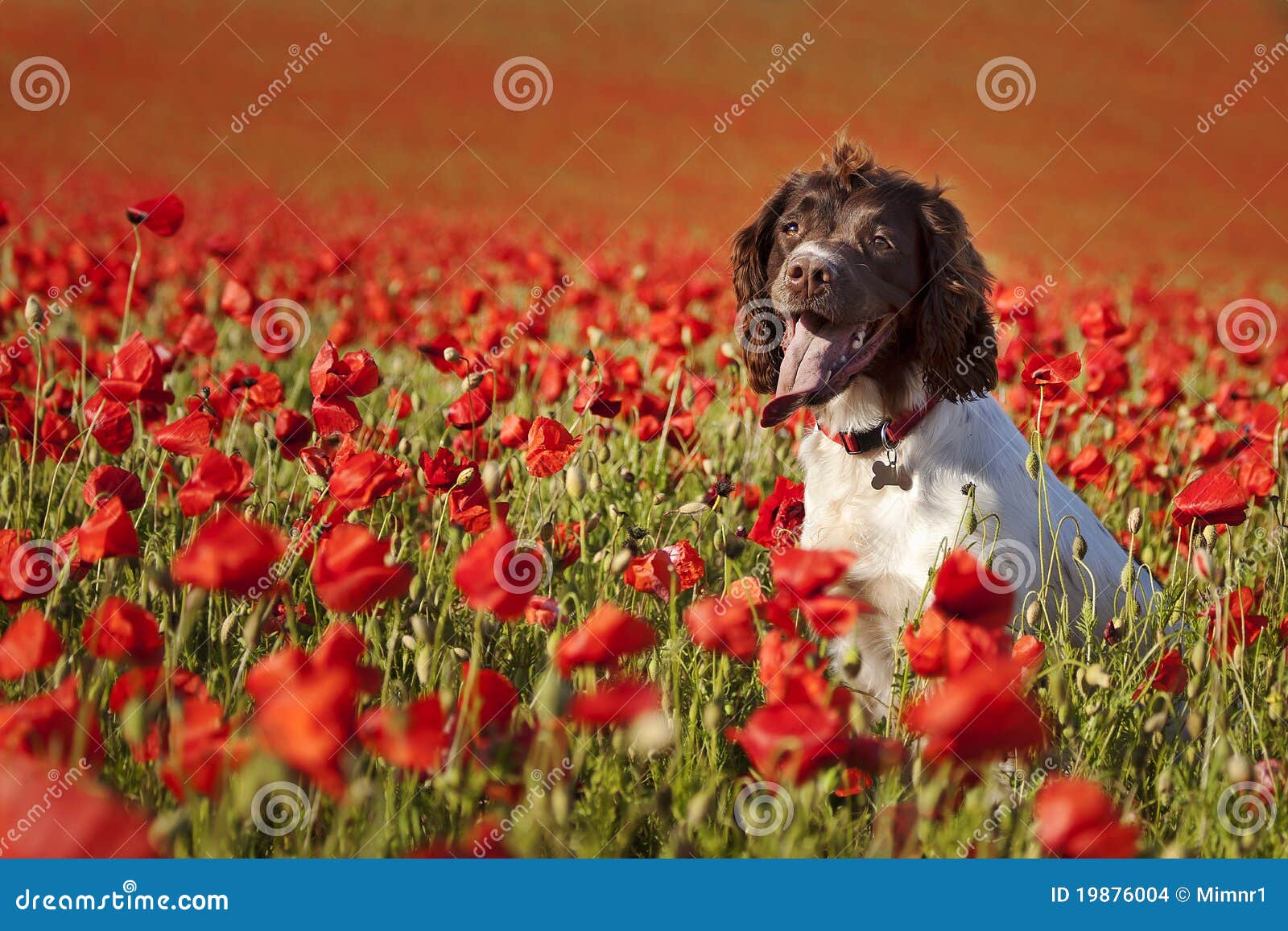 Dog on poppy fields stock photo. Image of natural, flora - 19876004