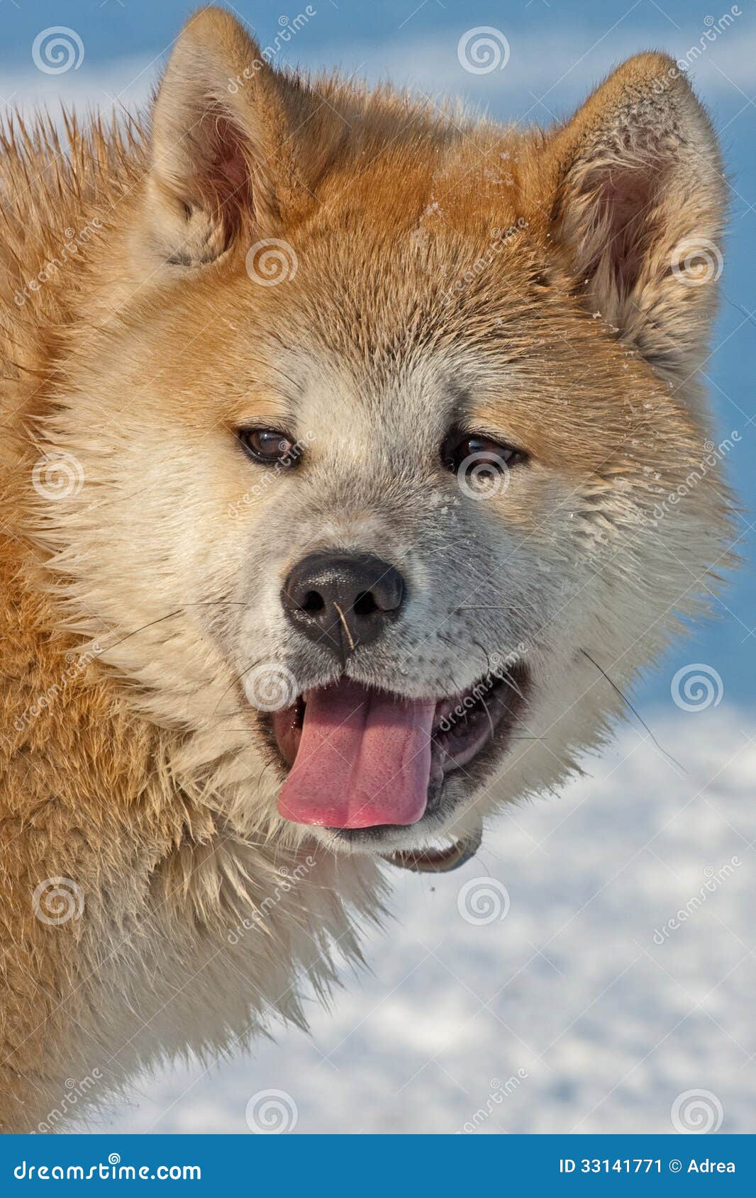 Portrait of a Akita Inu Dog Stock Image - Image of trained, outdoors ...