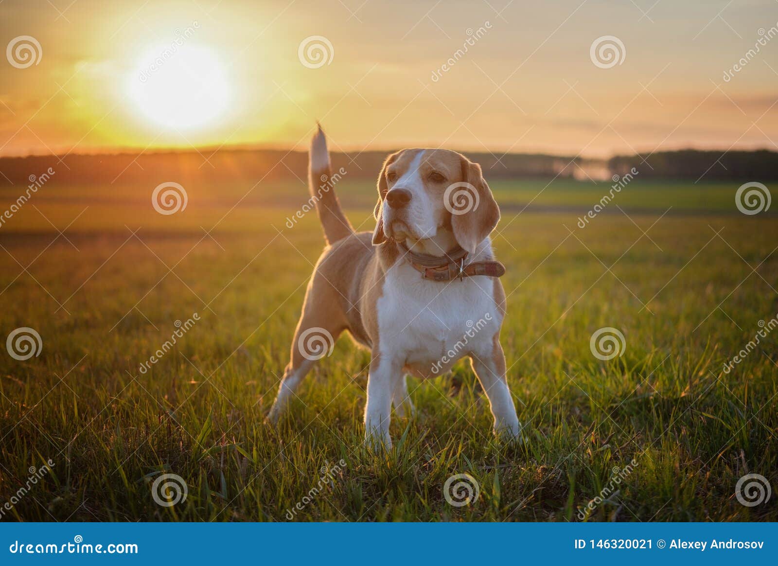 Dog Portrait Beagle on a Spring Walk in a Field Stock Image - Image of ...