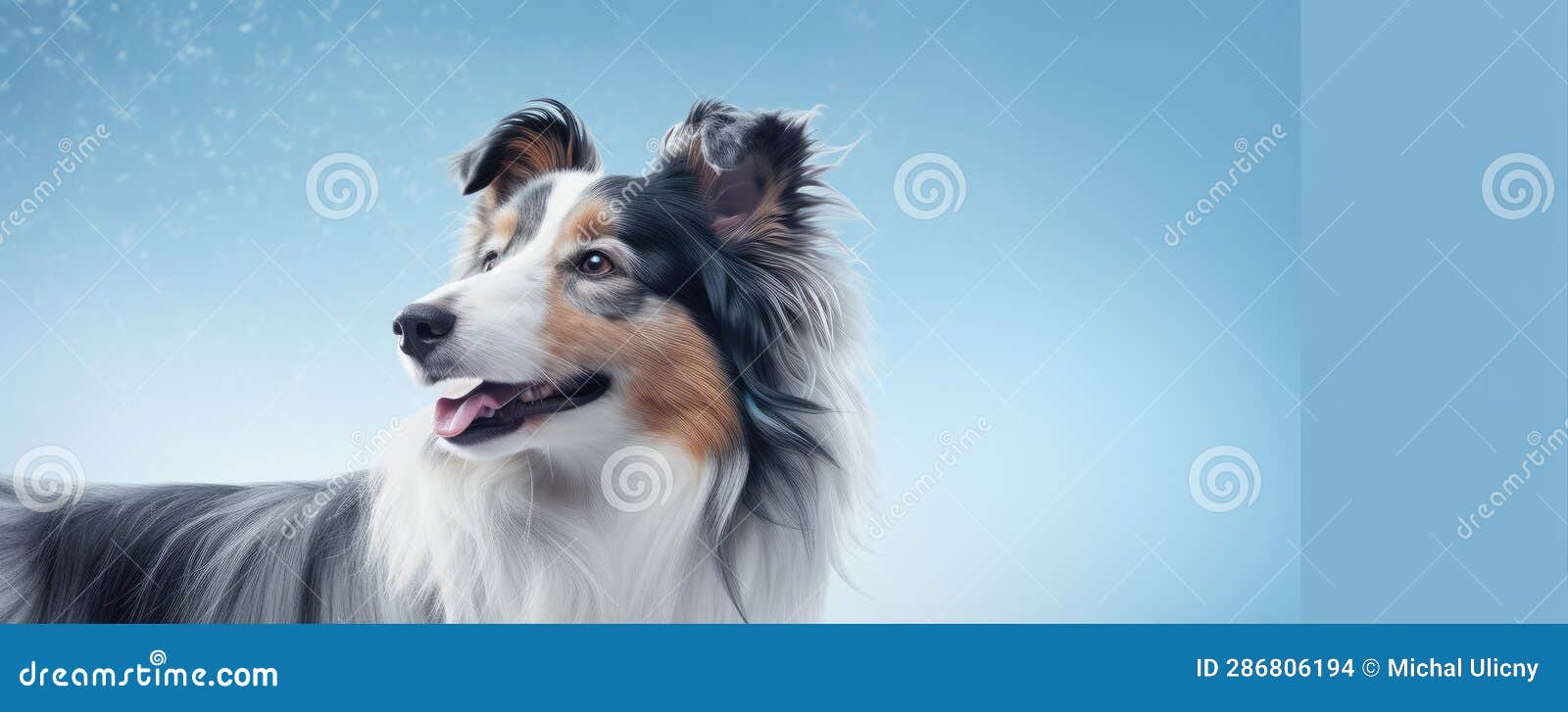 Dog Portrait on Blue Background Stock Photo - Image of portrait, friend ...