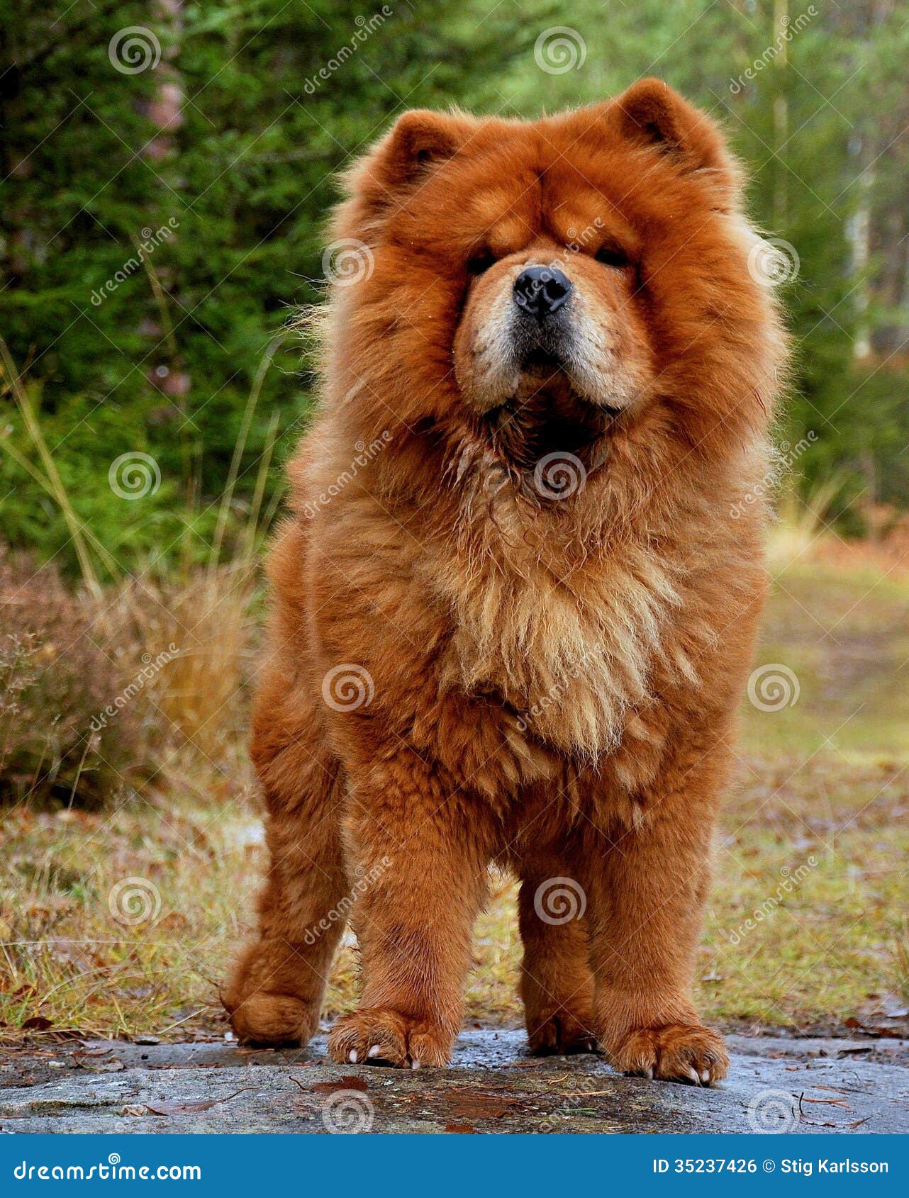 Dog portrait Chow Chow 2 stock photo. Image of healthy - 35237426