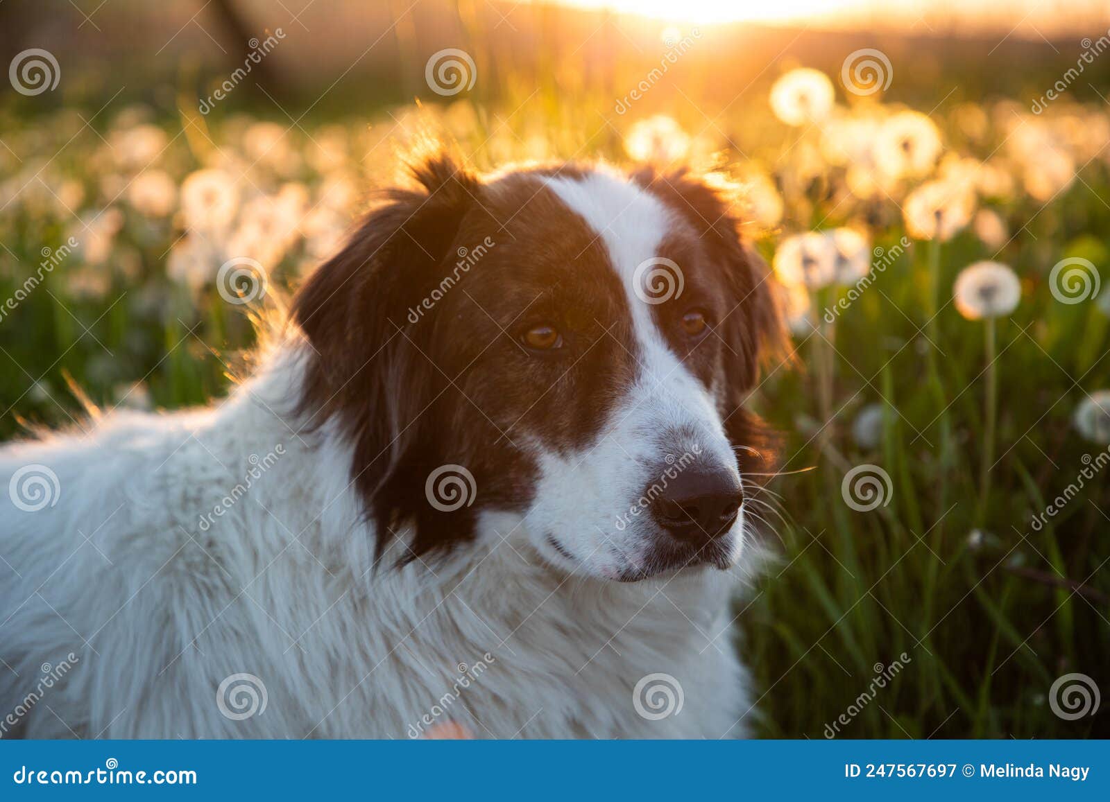 Dog Portrait in Dandelion Field at Sunset Stock Image - Image of cute ...
