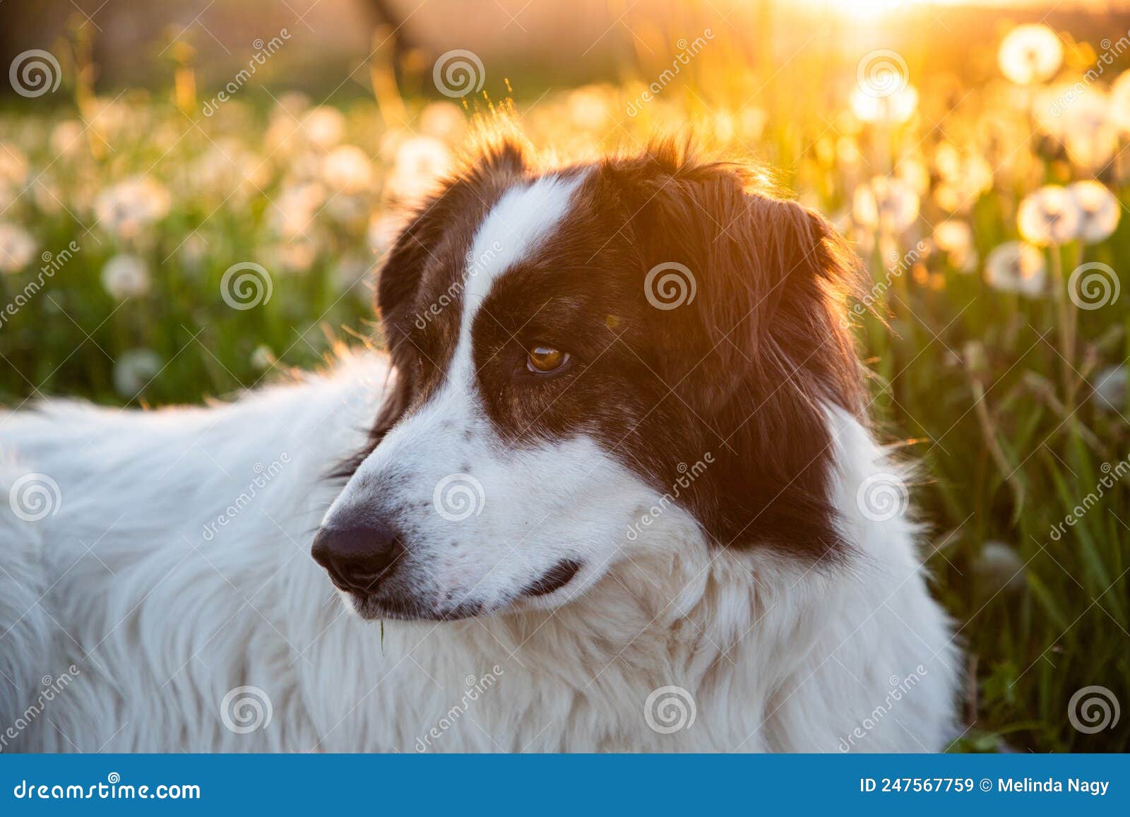 Dog Portrait in Dandelion Field at Sunset Stock Image - Image of nature ...