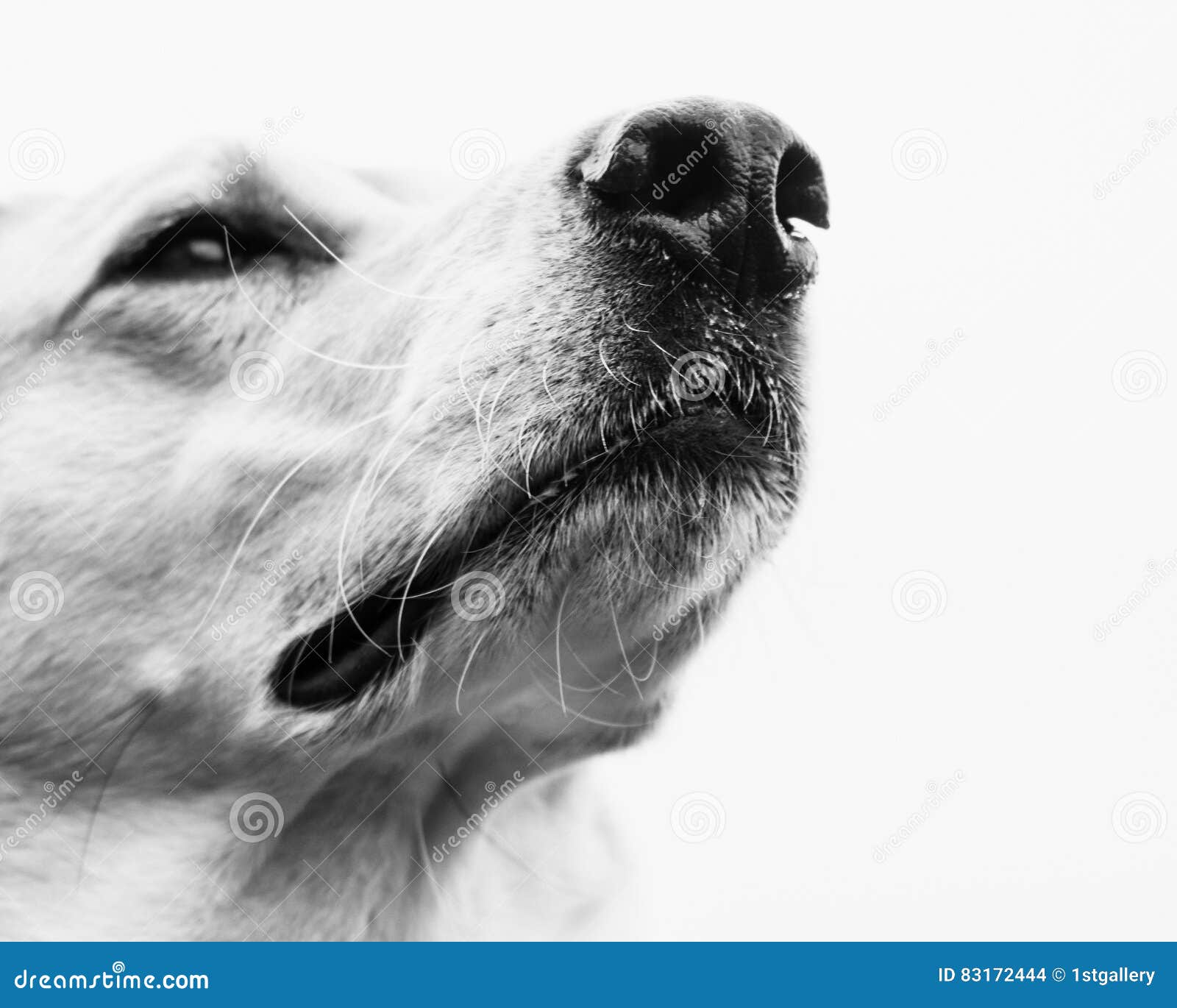 Dog portrait 22 stock photo. Image of lateral, outside - 83172444