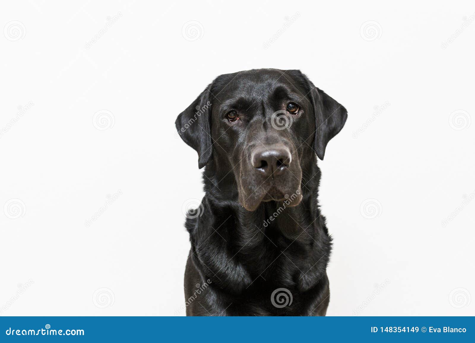 Dog Portrait. Front View. Black Labrador on White Background Stock ...