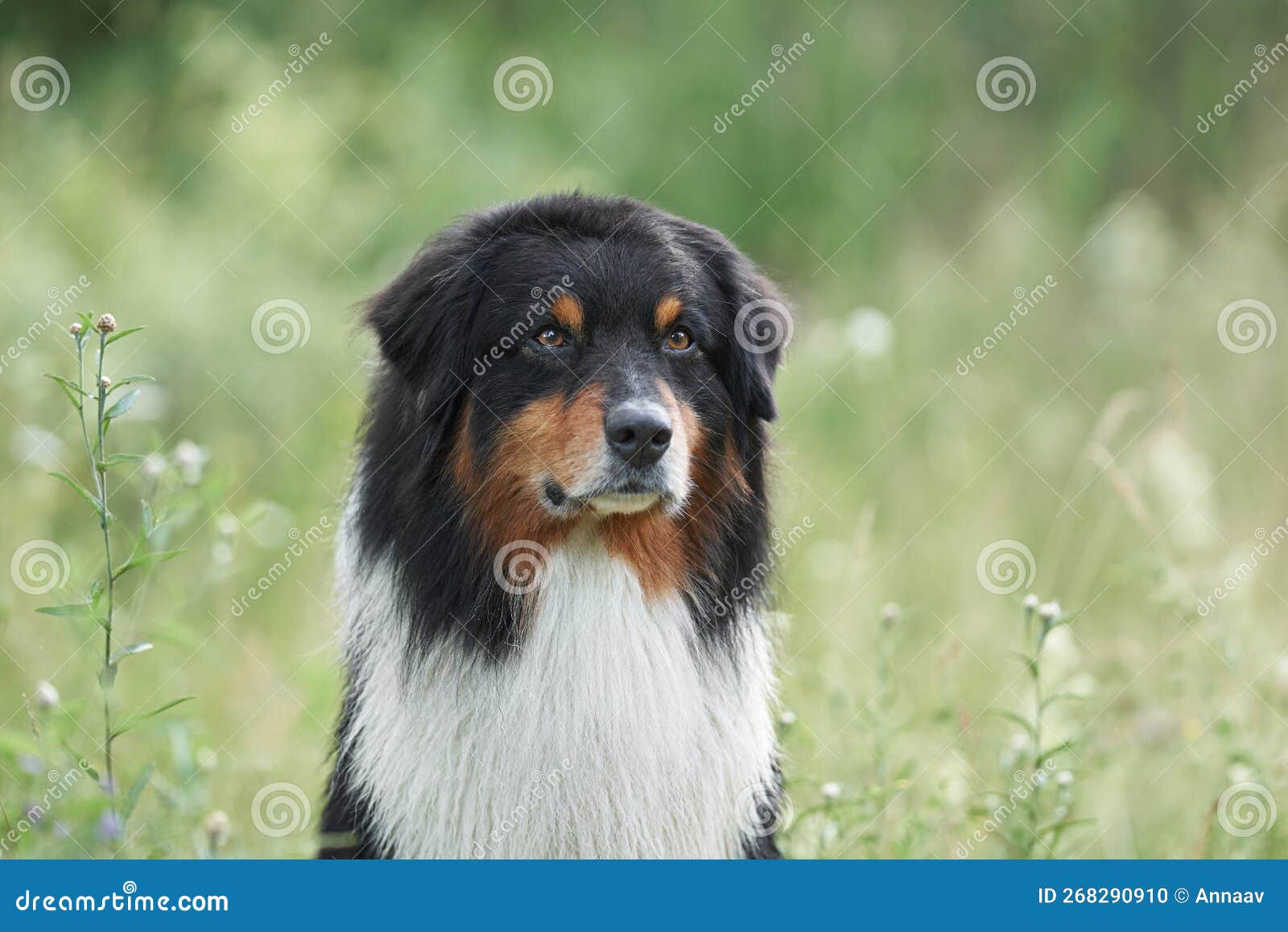 Dog Portrait in the Grass. Beautiful Australian Shepherd in Nature ...