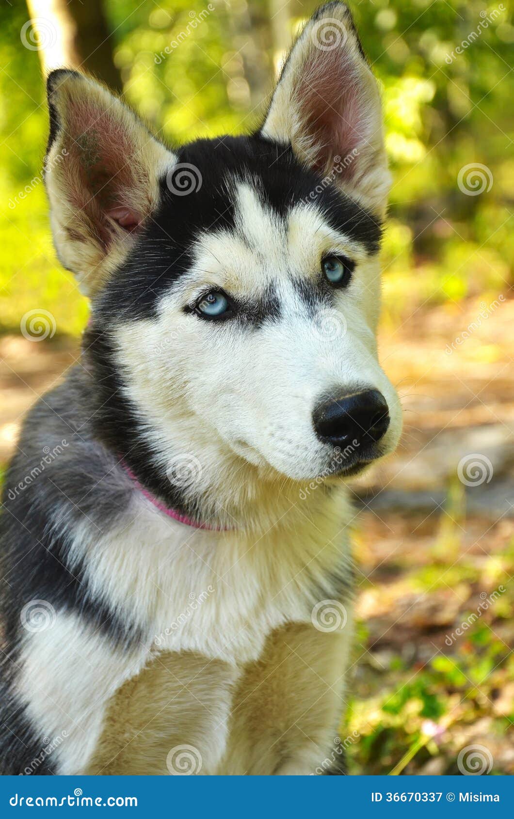Dog Portrait - Husky stock image. Image of alaska, puppy - 36670337