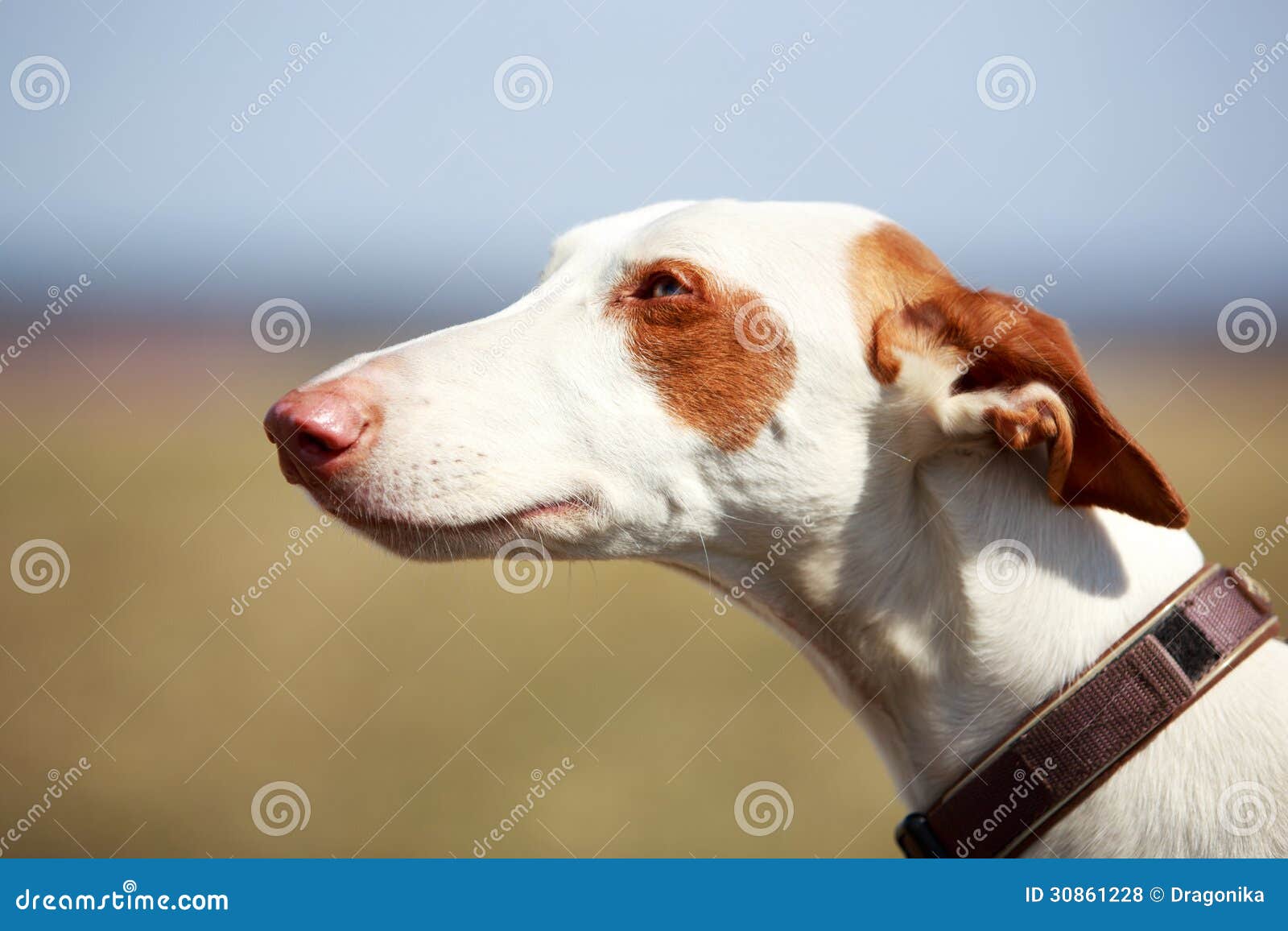 Dog portrait stock photo. Image of green, nature, animal - 30861228