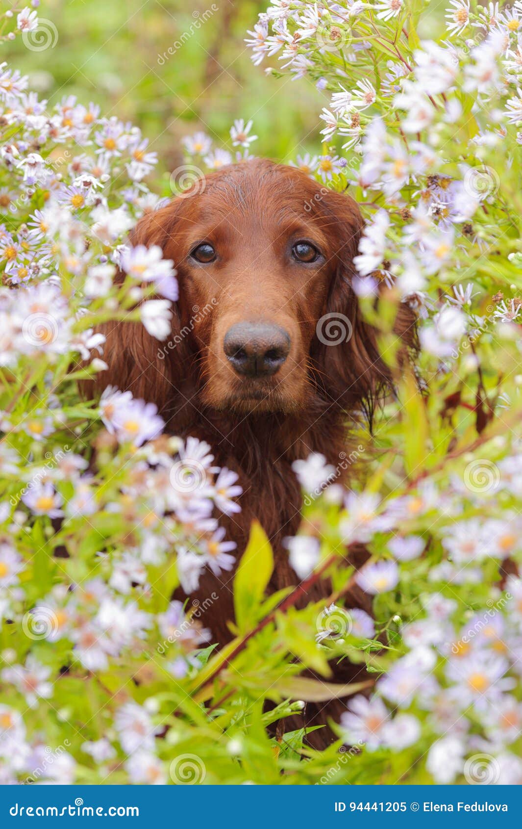 Dog Portrait, Irish Setter in Flowers, Outdoors, Vertical Stock Image ...