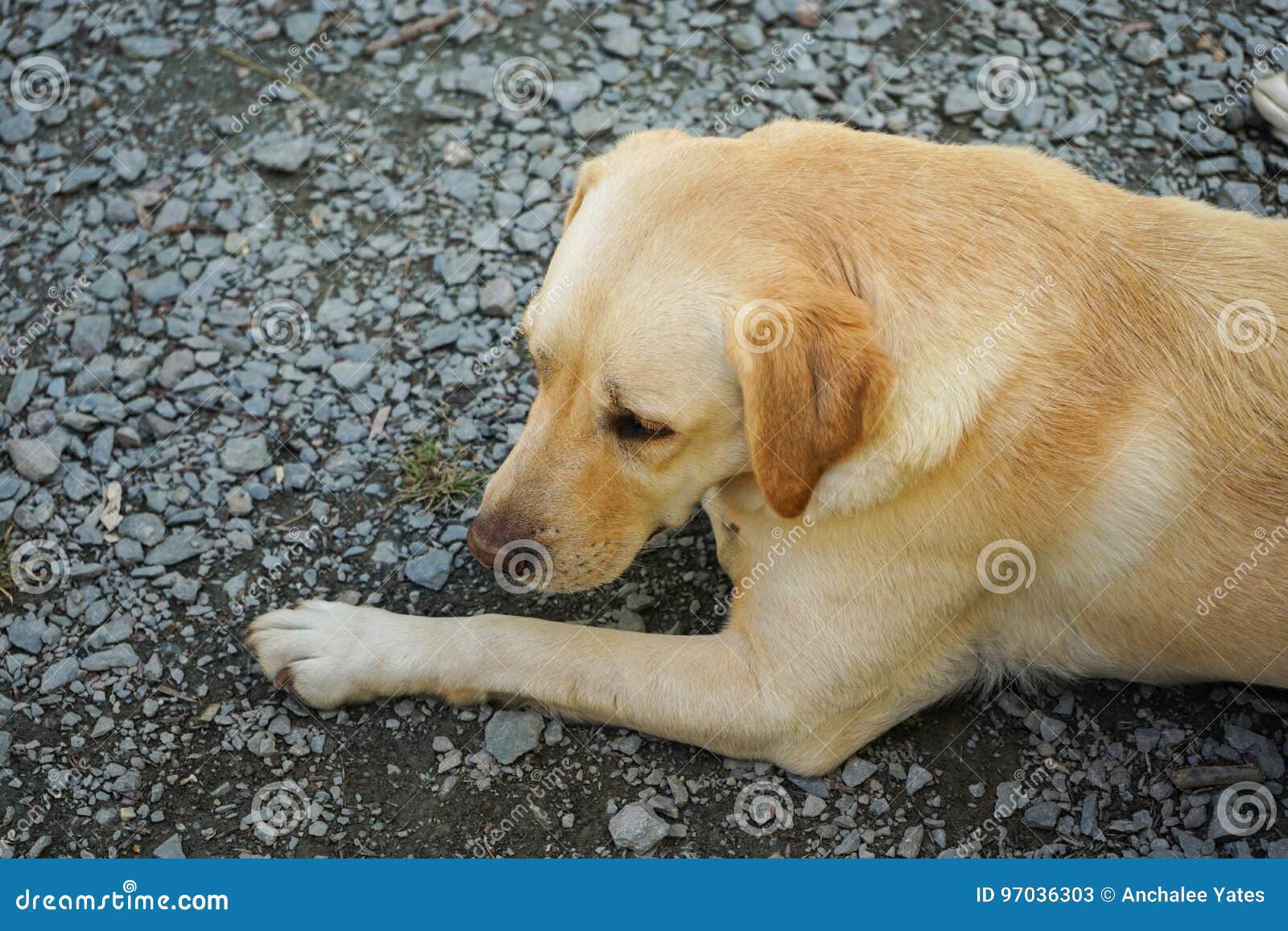 Dog portrait of Labrador stock image. Image of labrador - 97036303