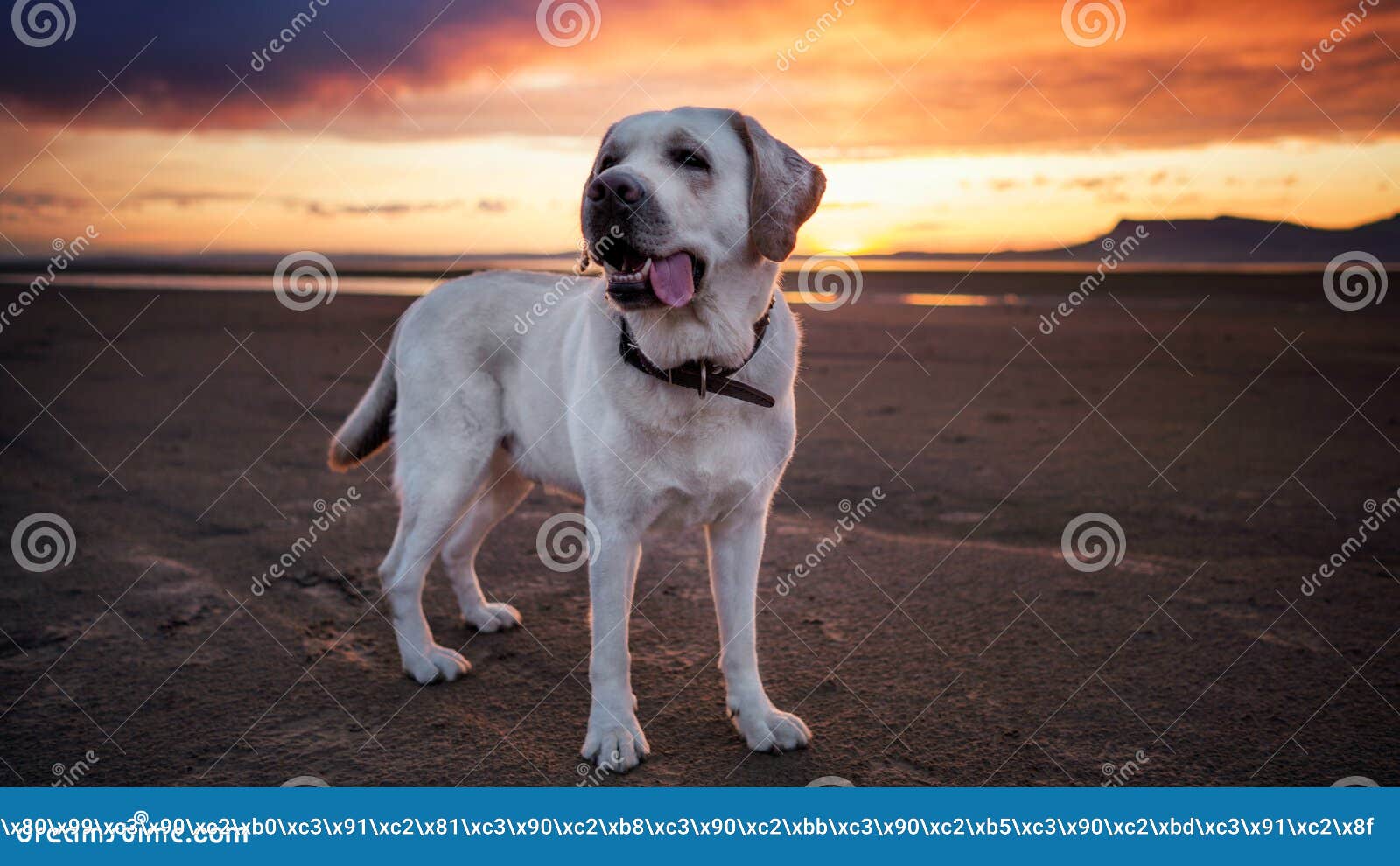 Dog Portrait Labrador at Sunset on the Beach Stock Photo - Image of ...