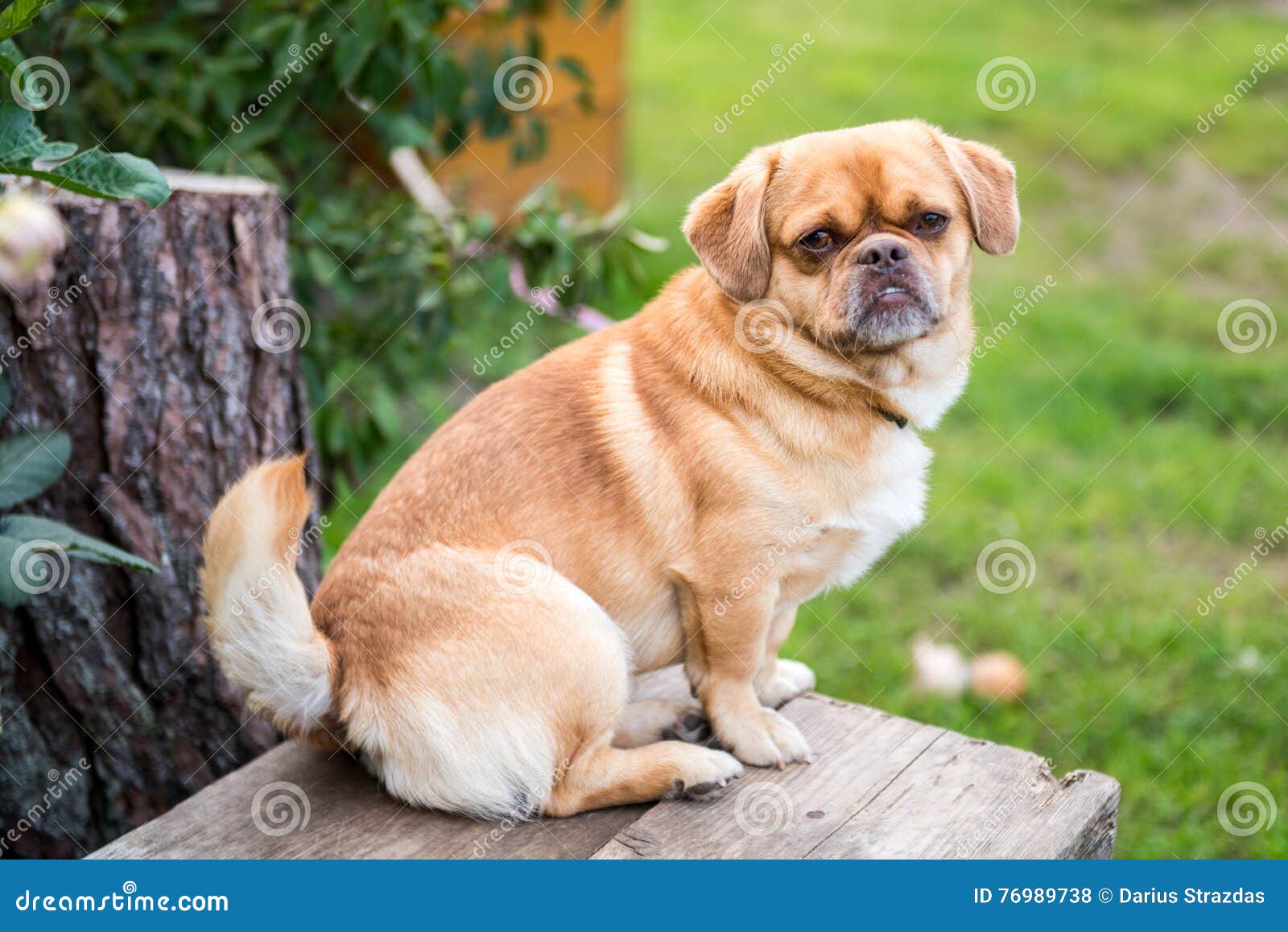 Dog portrait stock photo. Image of mammal, bench, lovely - 76989738