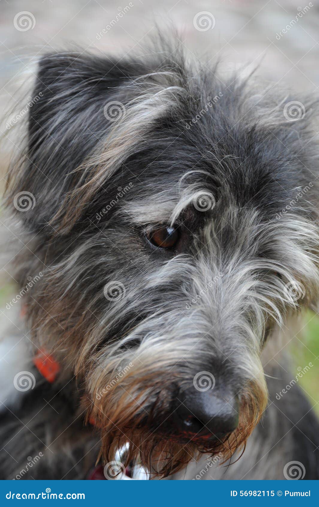 Dog Portrait stock image. Image of wire, hybrid, animal - 56982115
