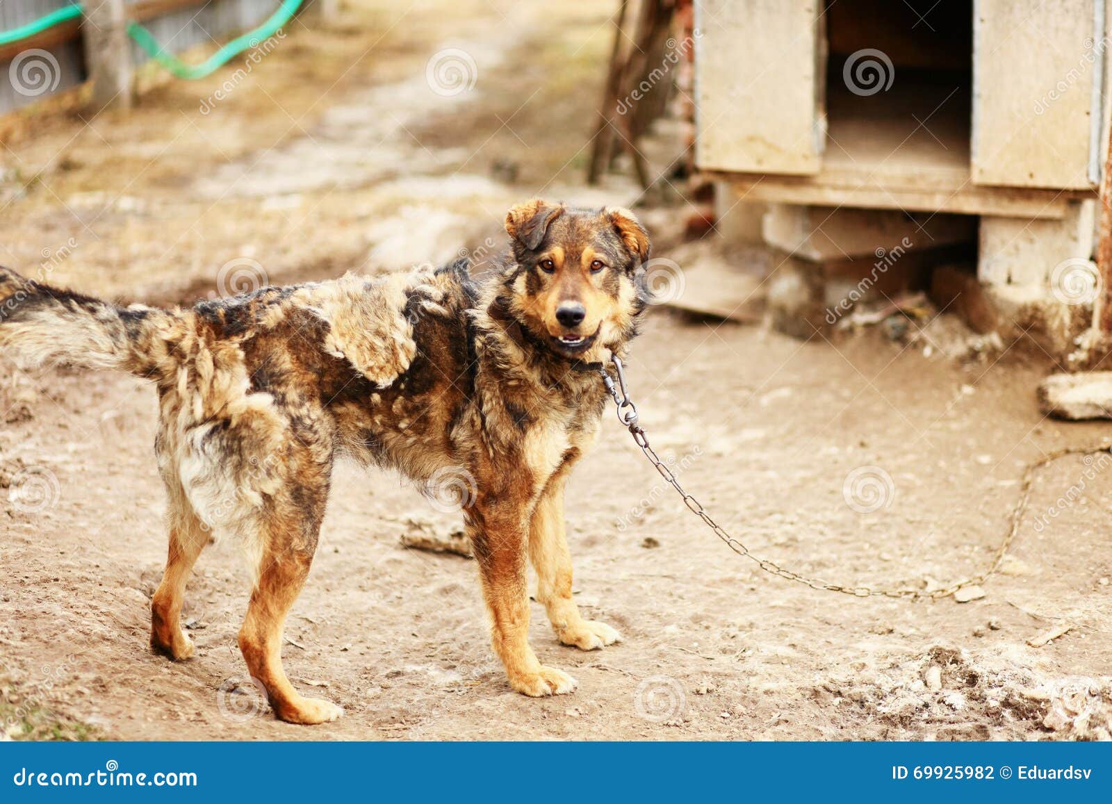 Garafian Shepherd Shedding A Lot