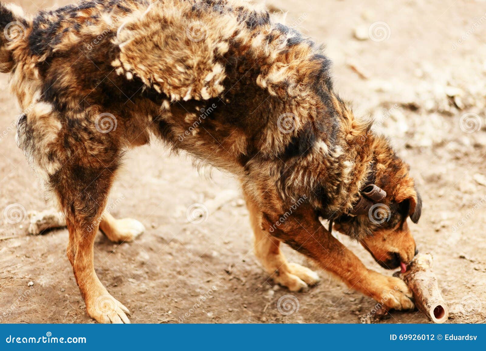 Garafian Shepherd Shedding A Lot