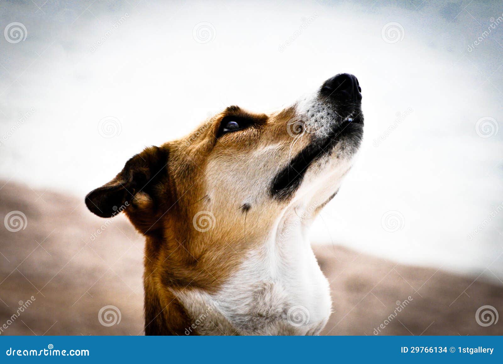 Dog Portrait, Side View (94) Stock Photo - Image of mouth, nature: 29766134