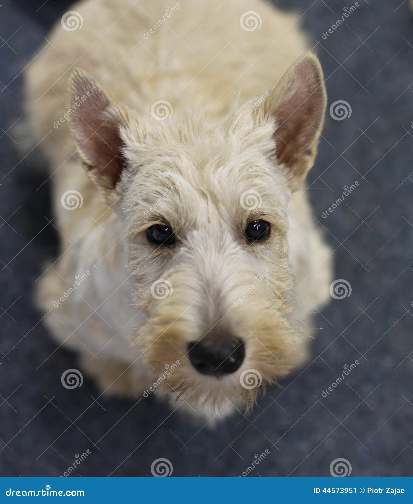 Scottish Terrier stock image. Image of mammal, aberdeen - 44573951