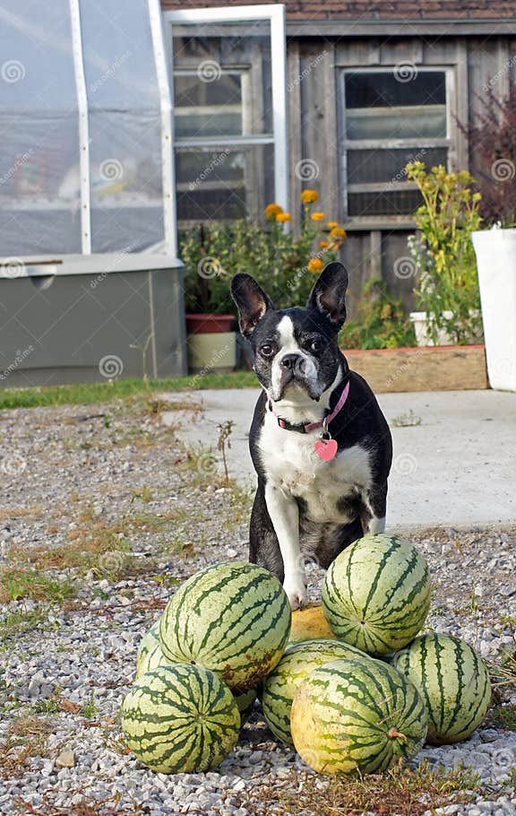 Dog Poses on the Watermelon Stock Photo - Image of autumn, green: 26915000
