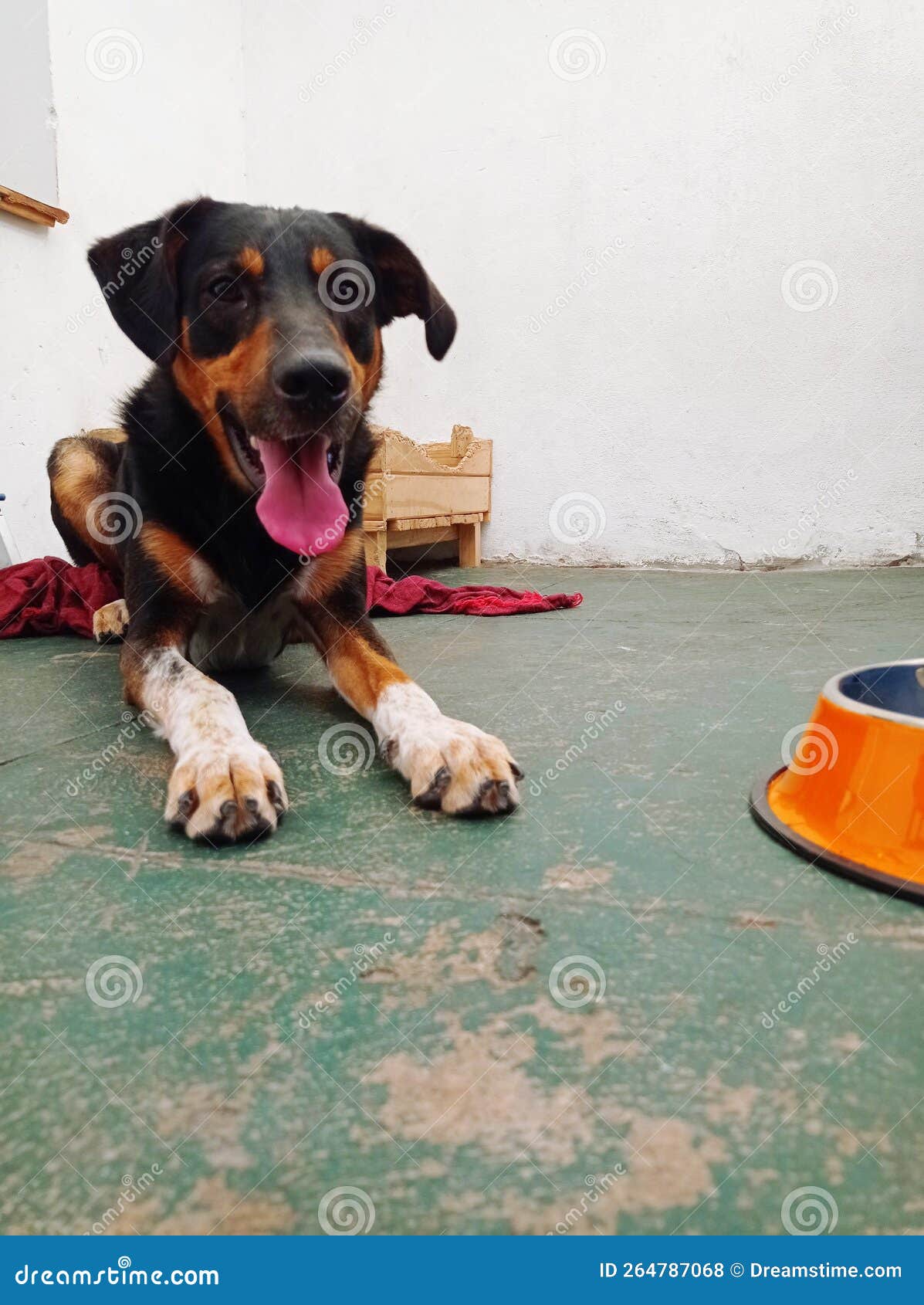 Dog posing alert stock photo. Image of alert, person - 264787068