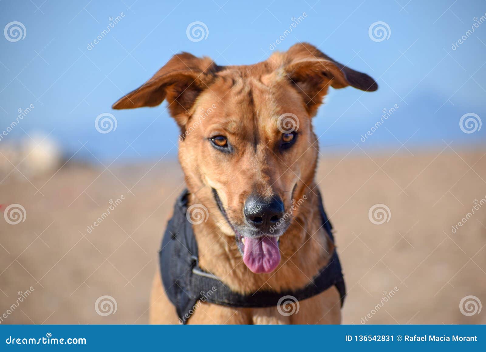 Brown Dog Posing with Devil Face in the Beach Stock Image - Image of ...