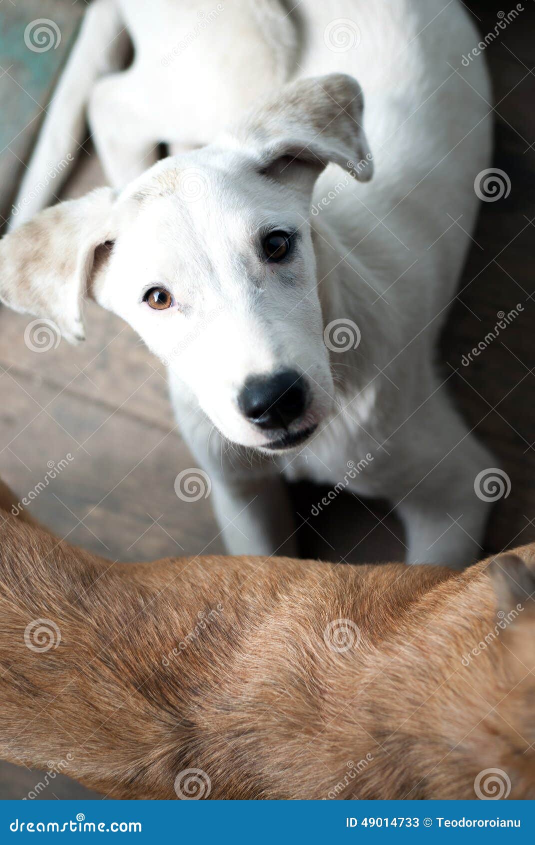 Dog posing stock image. Image of meditating, confused - 49014733