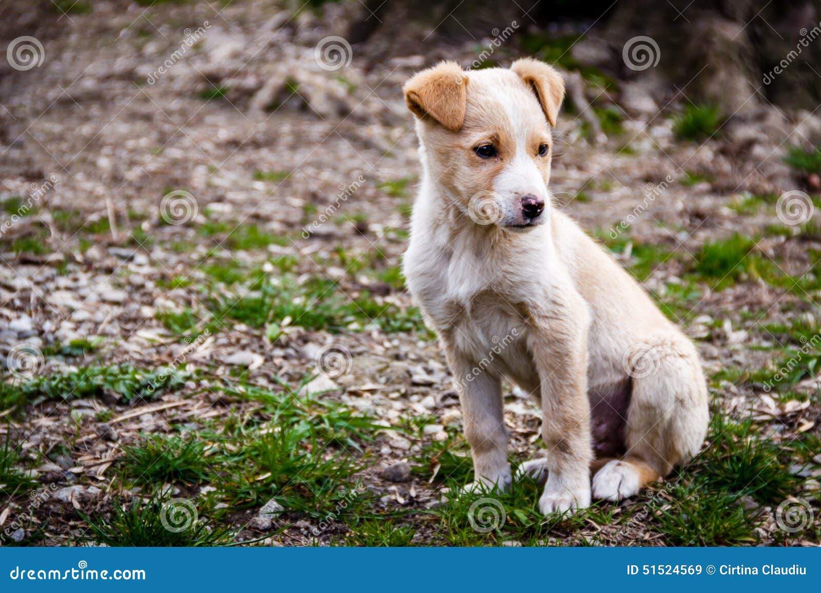 A Dog stock image. Image of edge, nature, doggy, domestic - 51524569