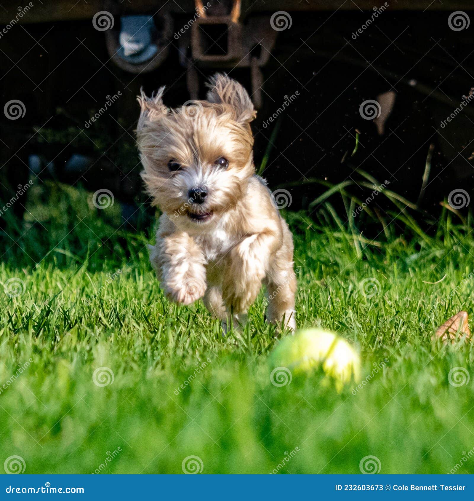 Dog Pouncing at ball stock image. Image of flower, puppy - 232603673