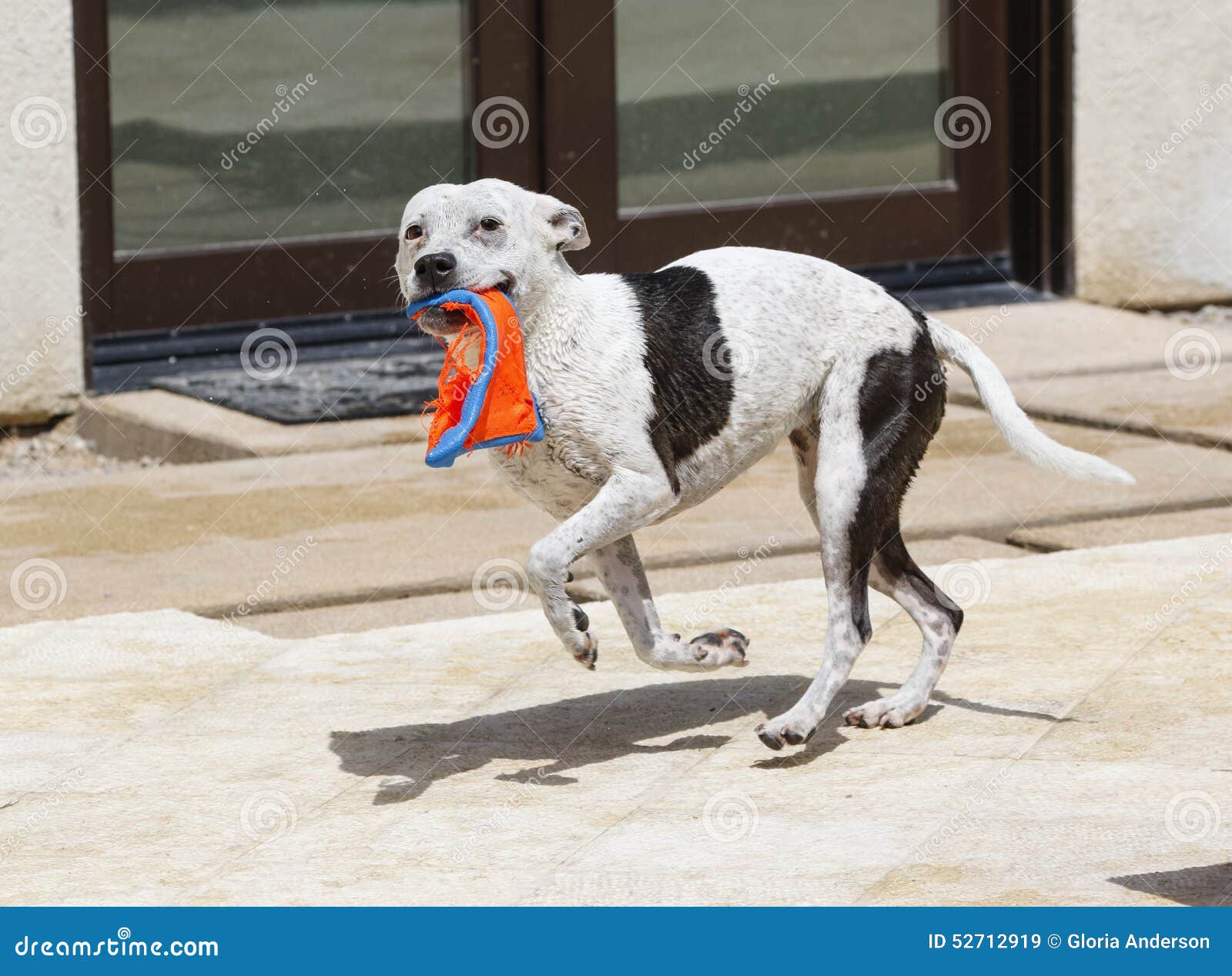 Dog prancing with toy stock image. Image of canines, canine - 52712919