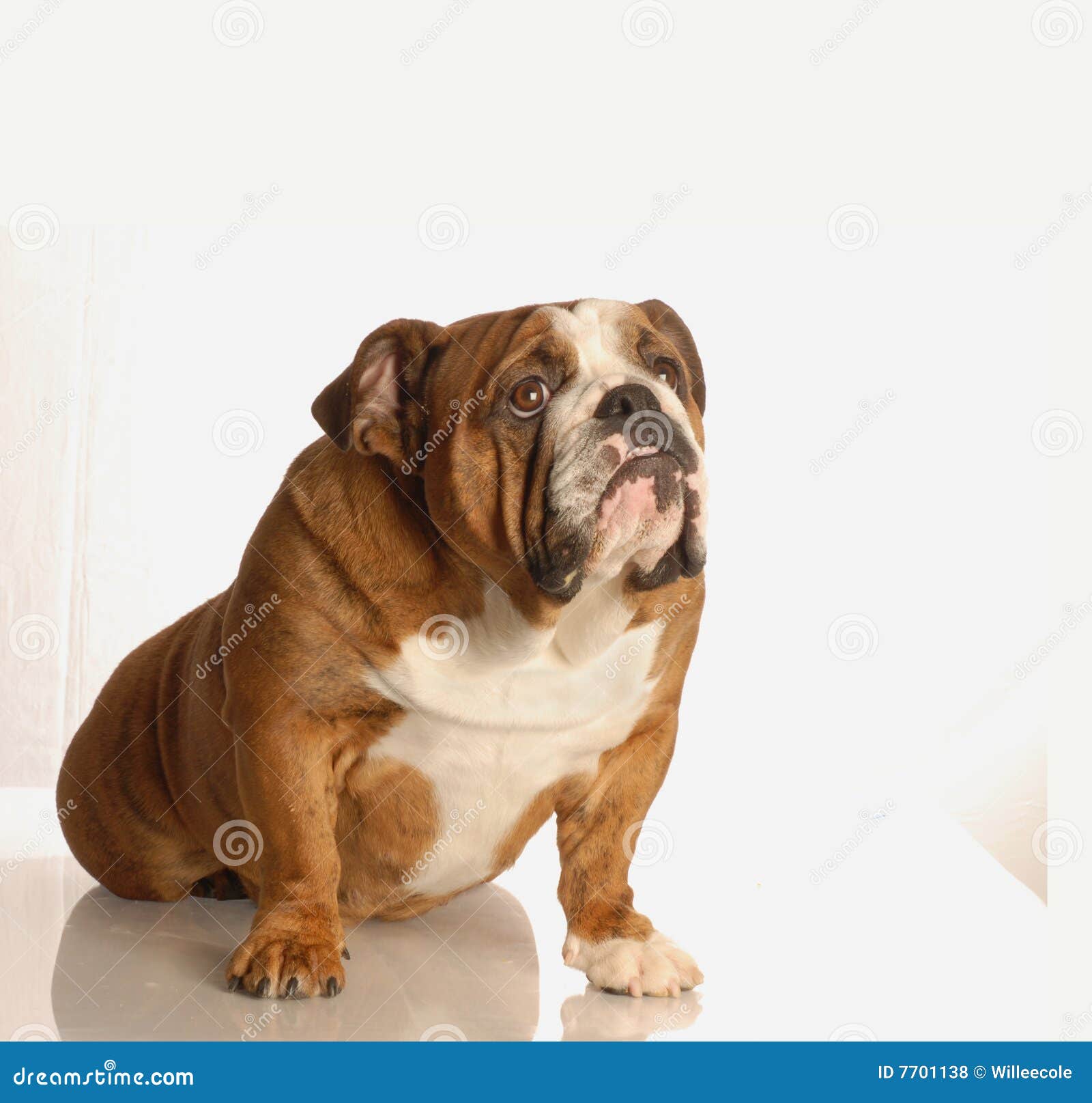 Dog praying for help stock photo. Image of photograph - 7701138