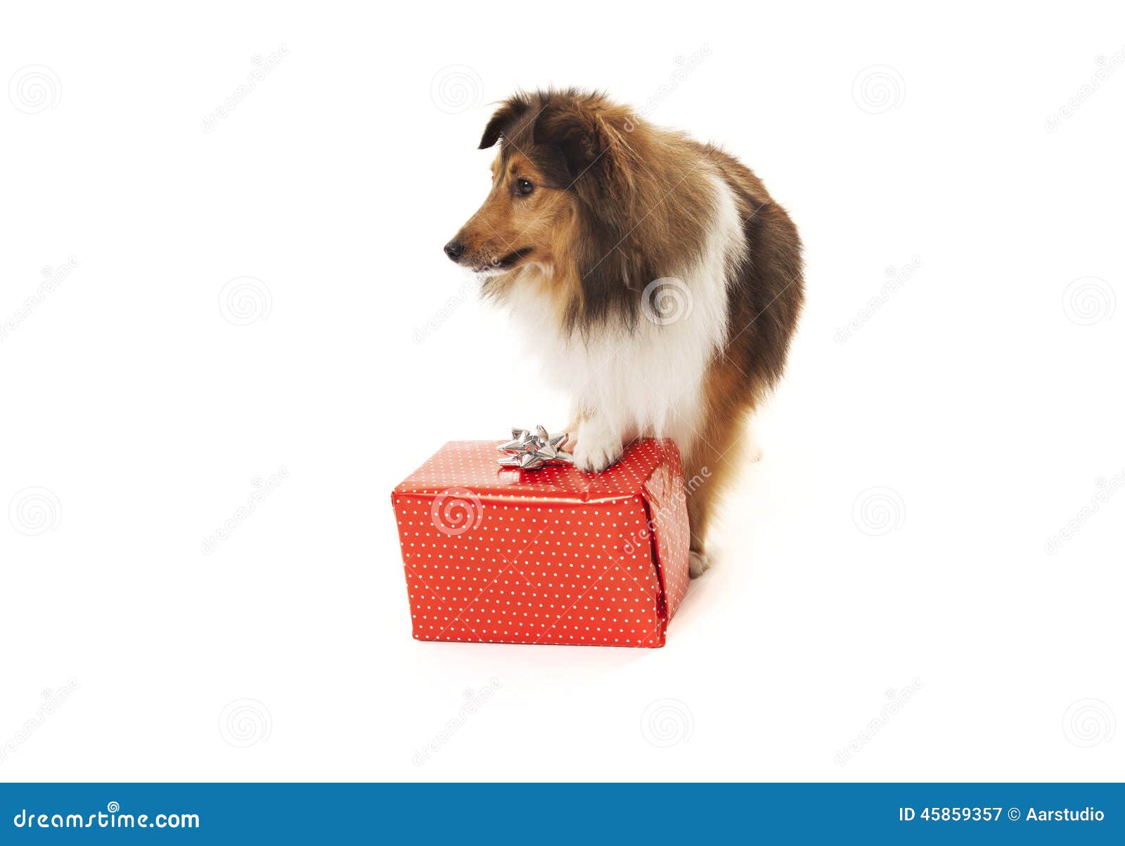 Dog with present stock image. Image of group, mammal - 45859357