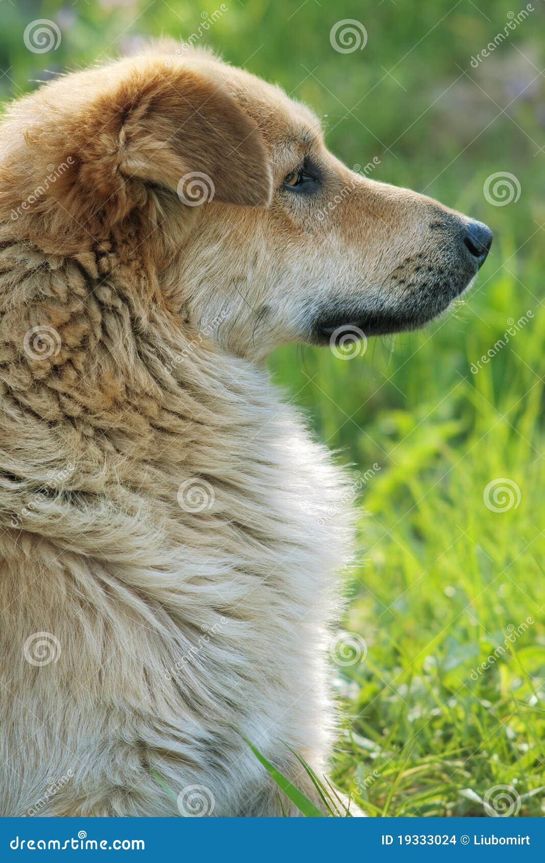 Dog profile stock photo. Image of backlit, cute, portrait - 19333024